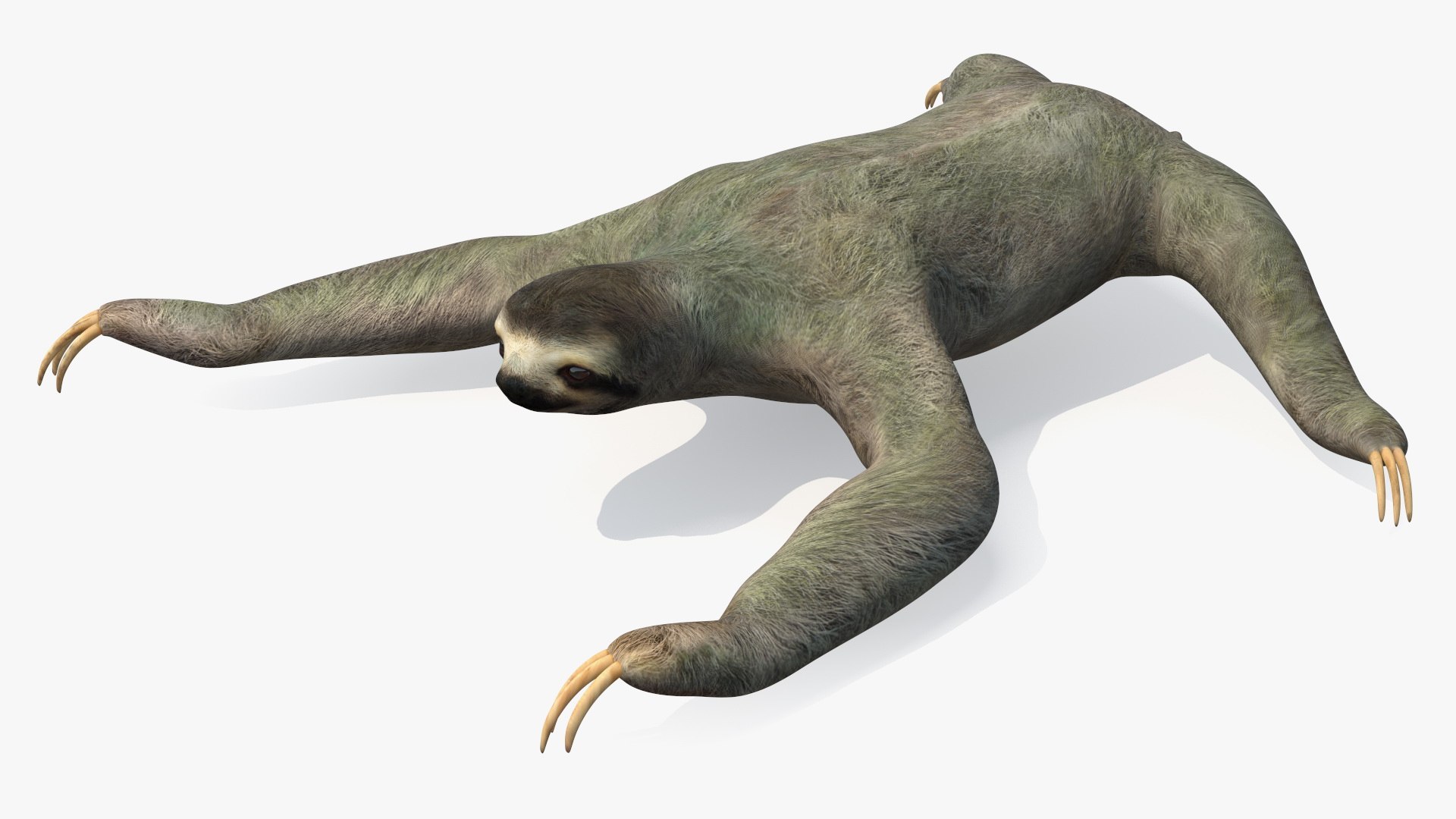 Sloth Rigged For Maya 3D Model - TurboSquid 2181716