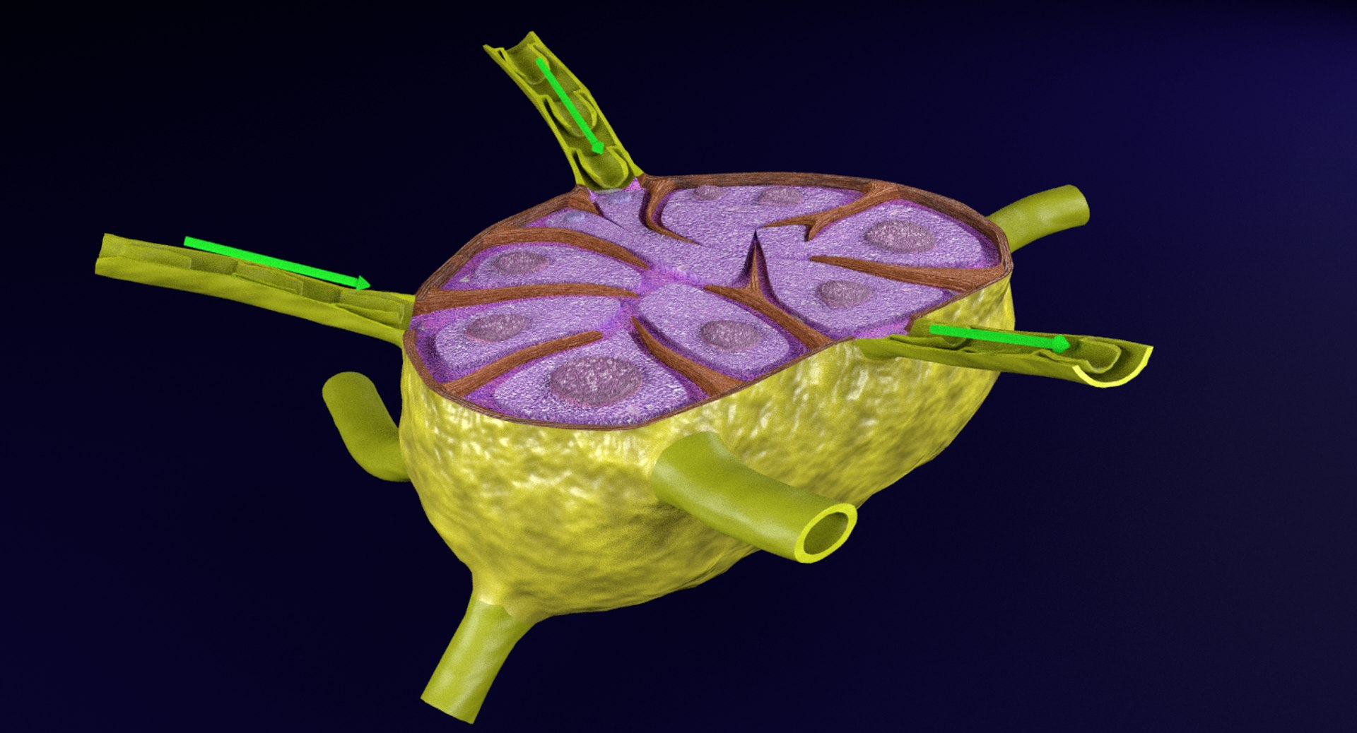 Histological Lymph Node Lymphatic 3D - TurboSquid 1388266