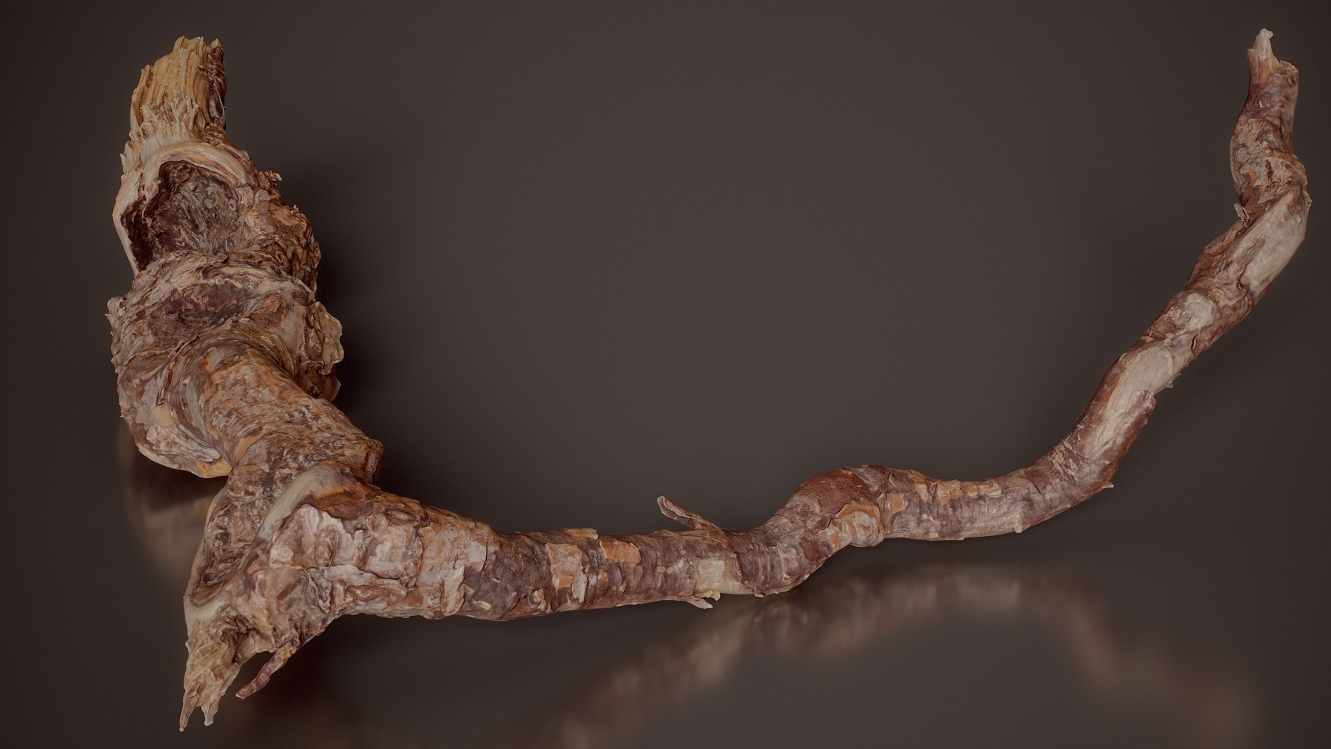 3D Curved Vine Branch Vitis - TurboSquid 2506971