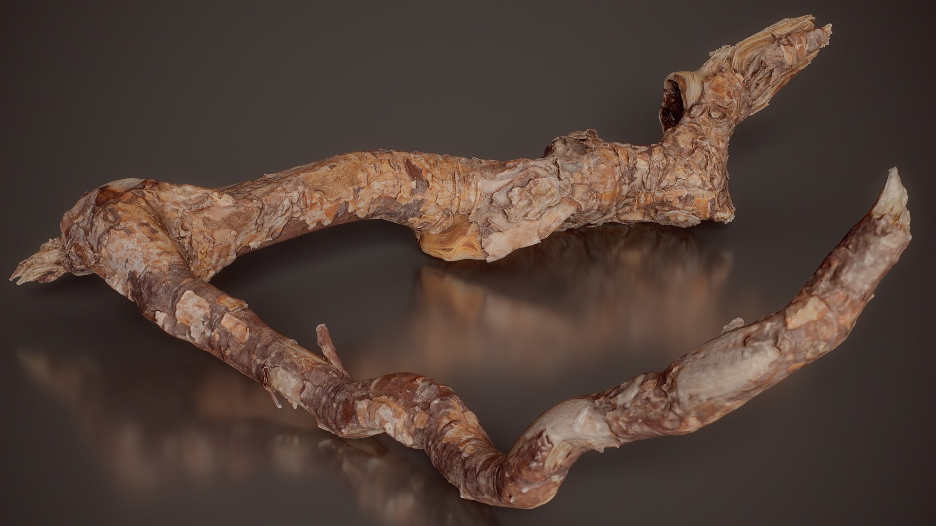 3D Curved Vine Branch Vitis - TurboSquid 2506971