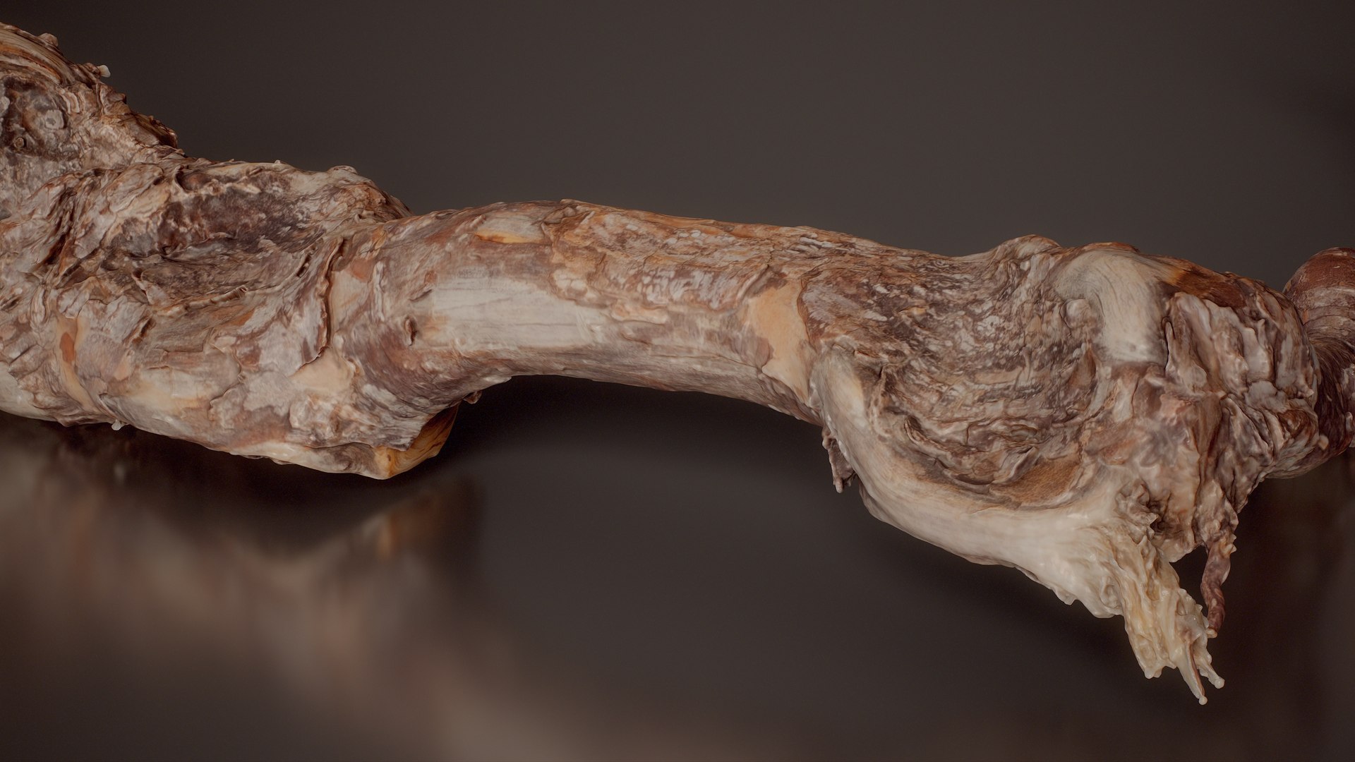 3D Curved Vine Branch Vitis - TurboSquid 2506971