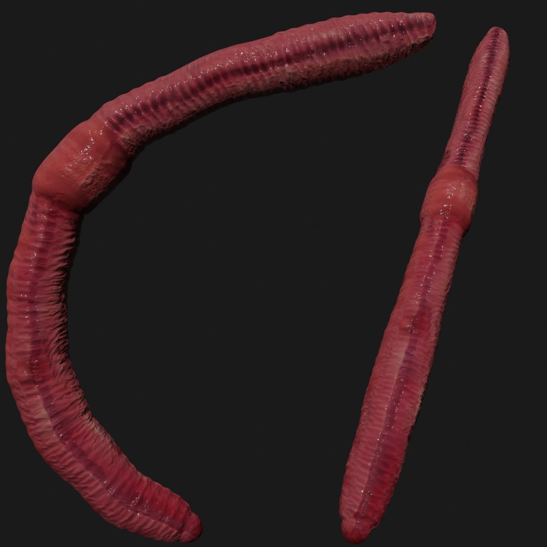 Earthworm Rigged 3D - TurboSquid 1656693