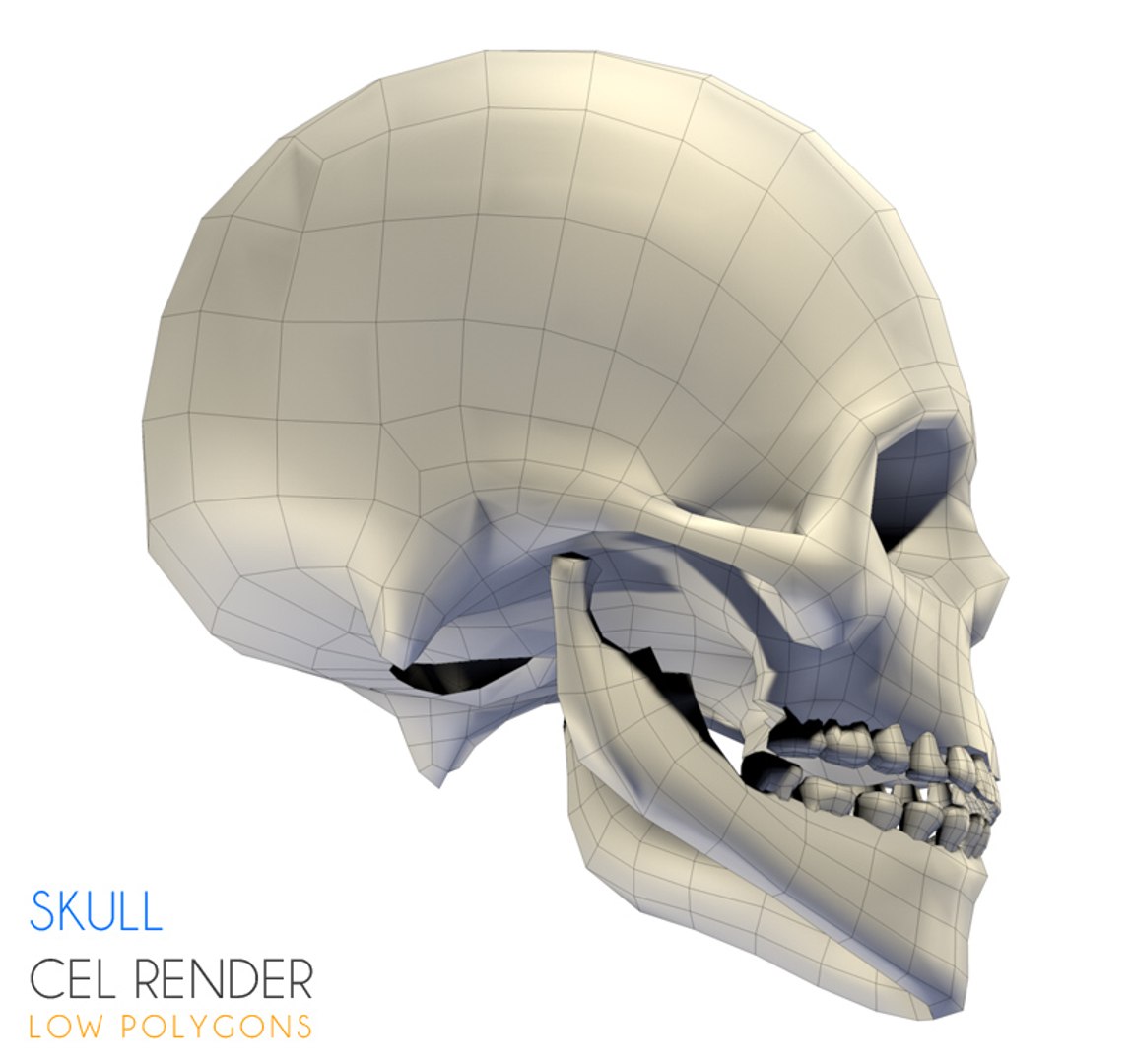 3d human skull polygons model