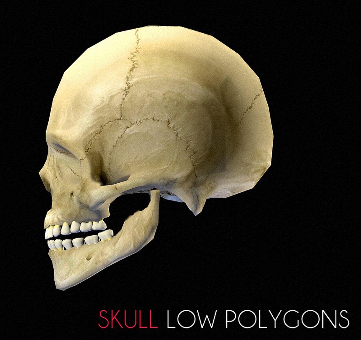 3d human skull polygons model