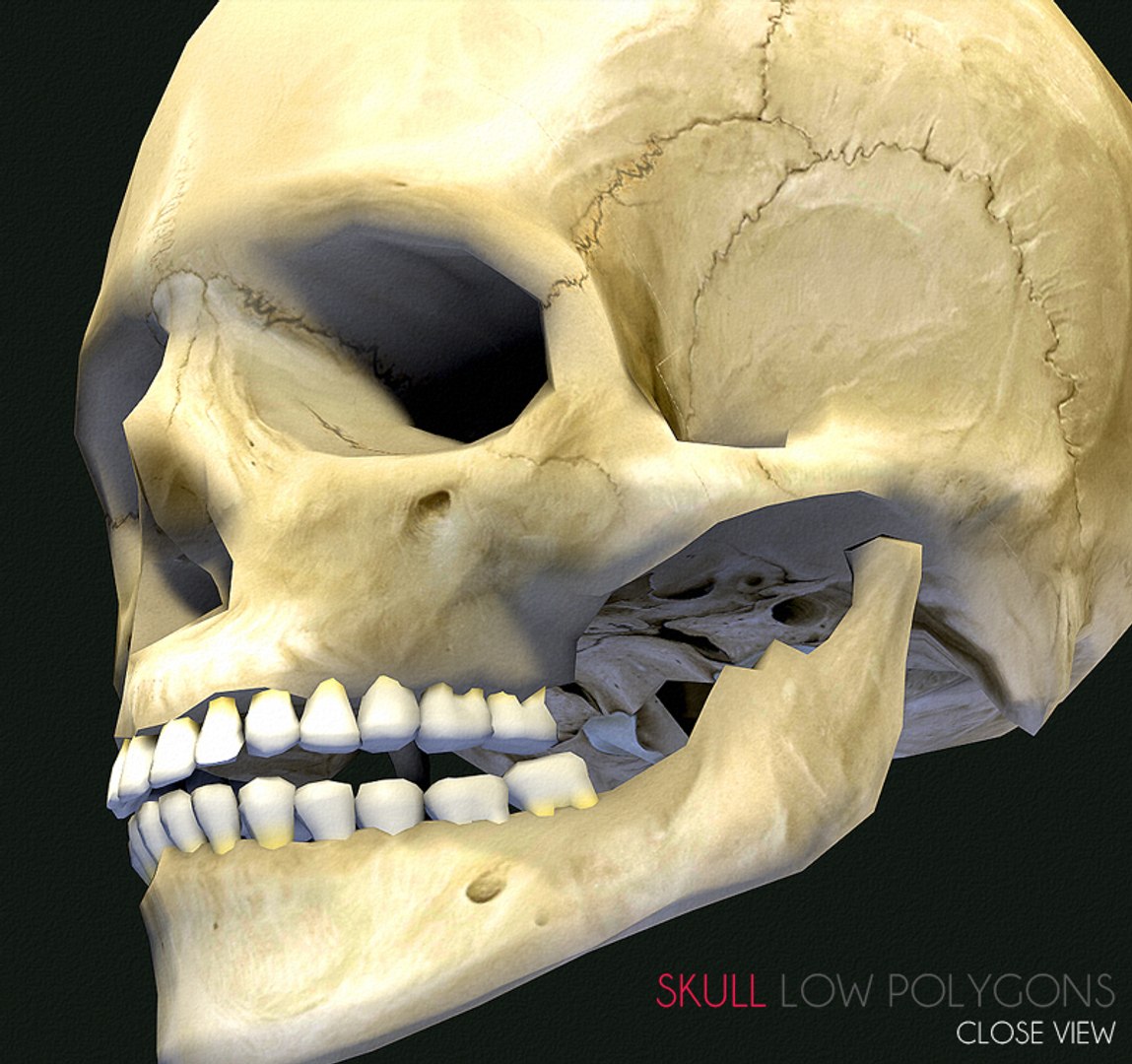 3d human skull polygons model