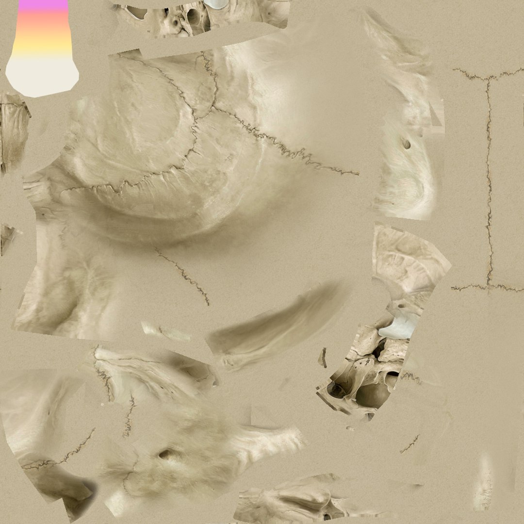 3d human skull polygons model