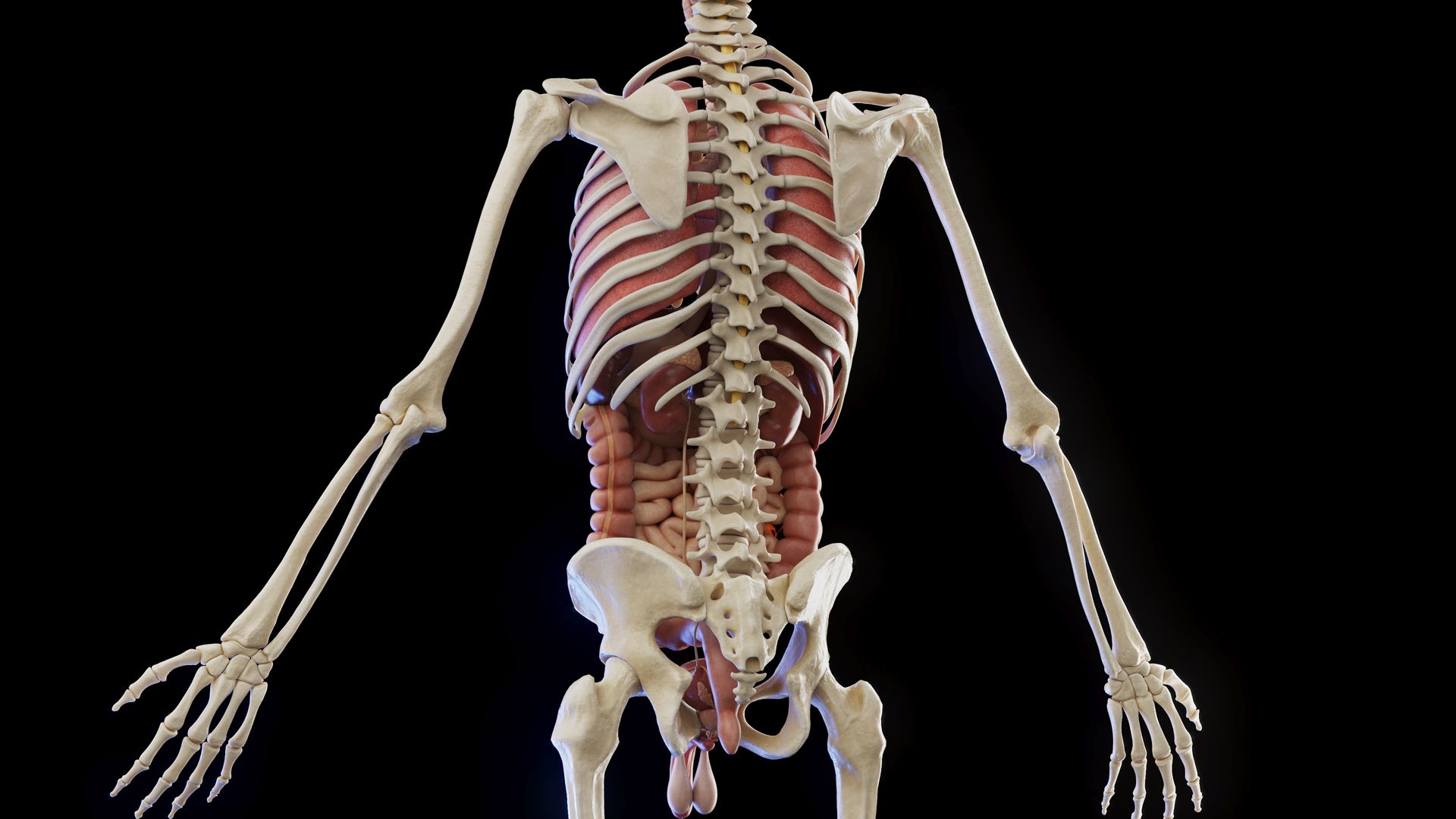 3D Human Male Body Skeletal System and Organs - TurboSquid 2014215