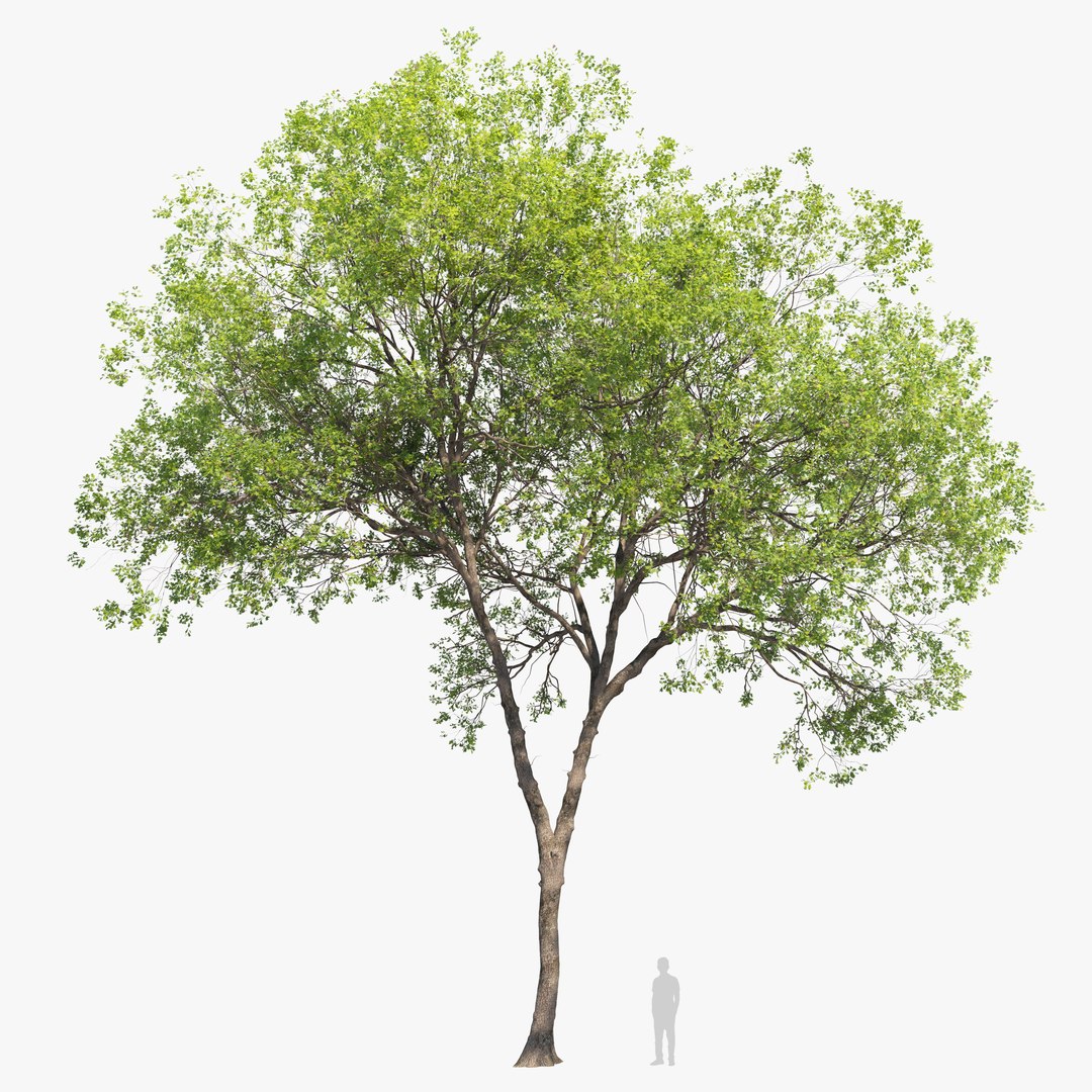 3D Model Oak Tree 08 - TurboSquid 2412218