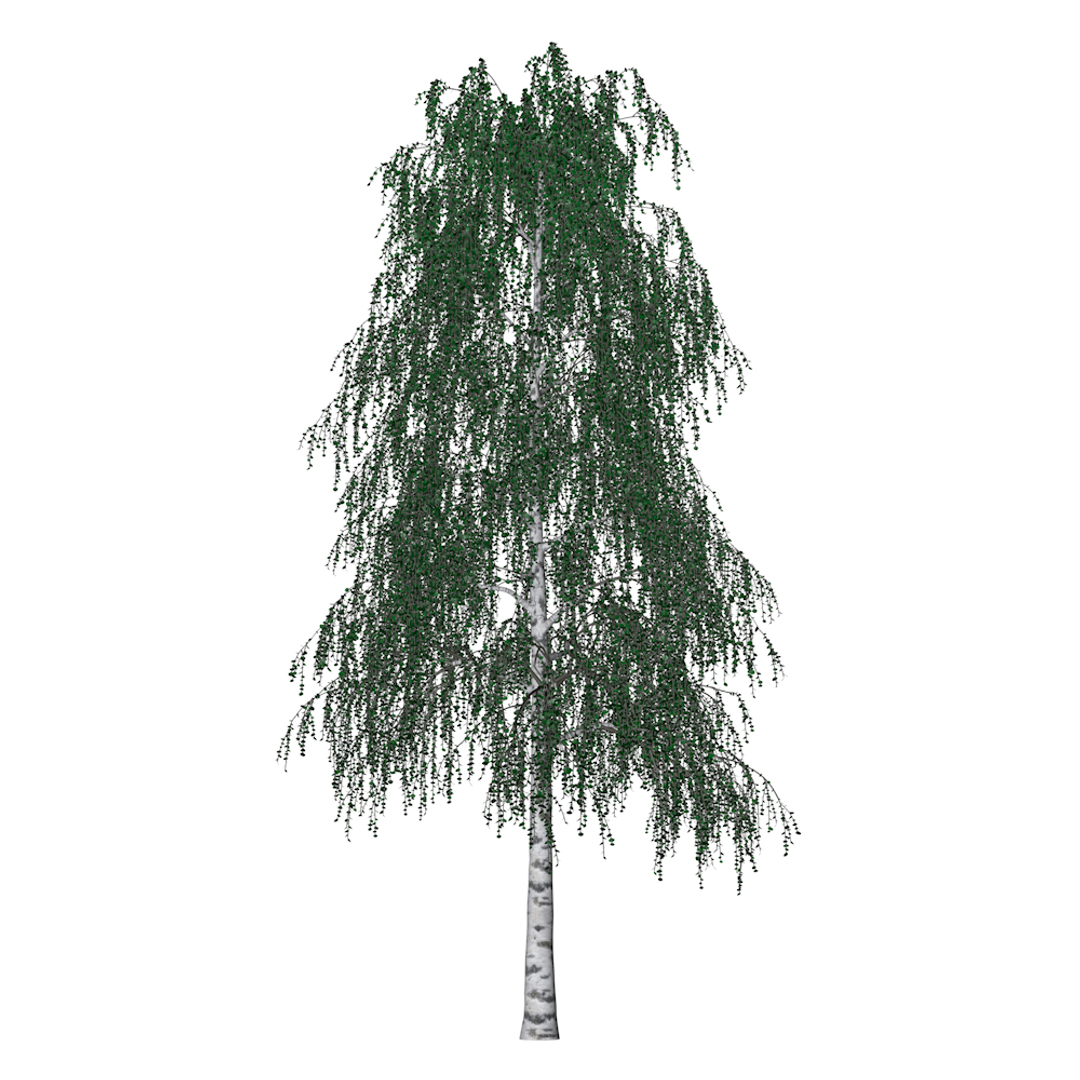 3D Birch Tree - TurboSquid 1670856