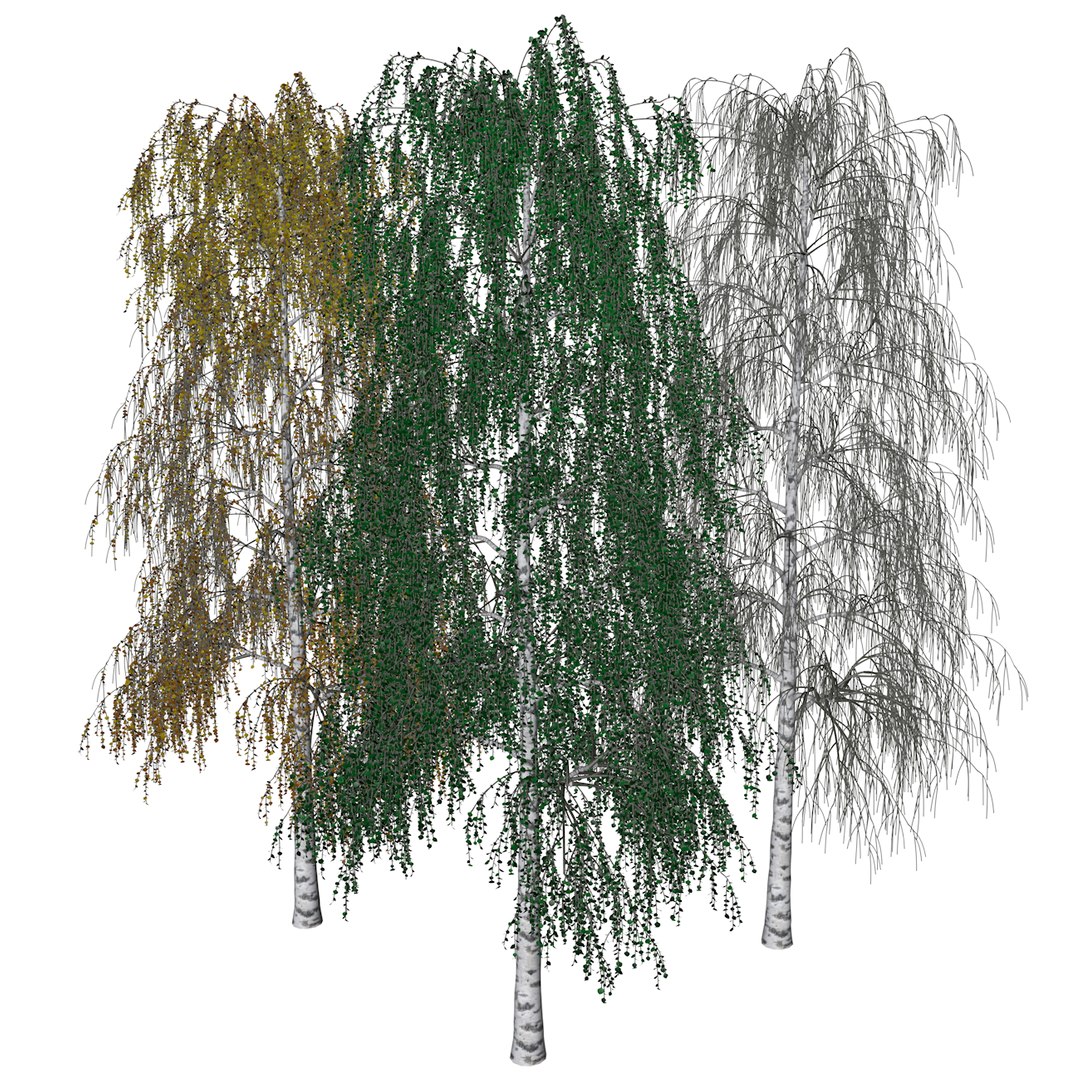3D Birch Tree - TurboSquid 1670856