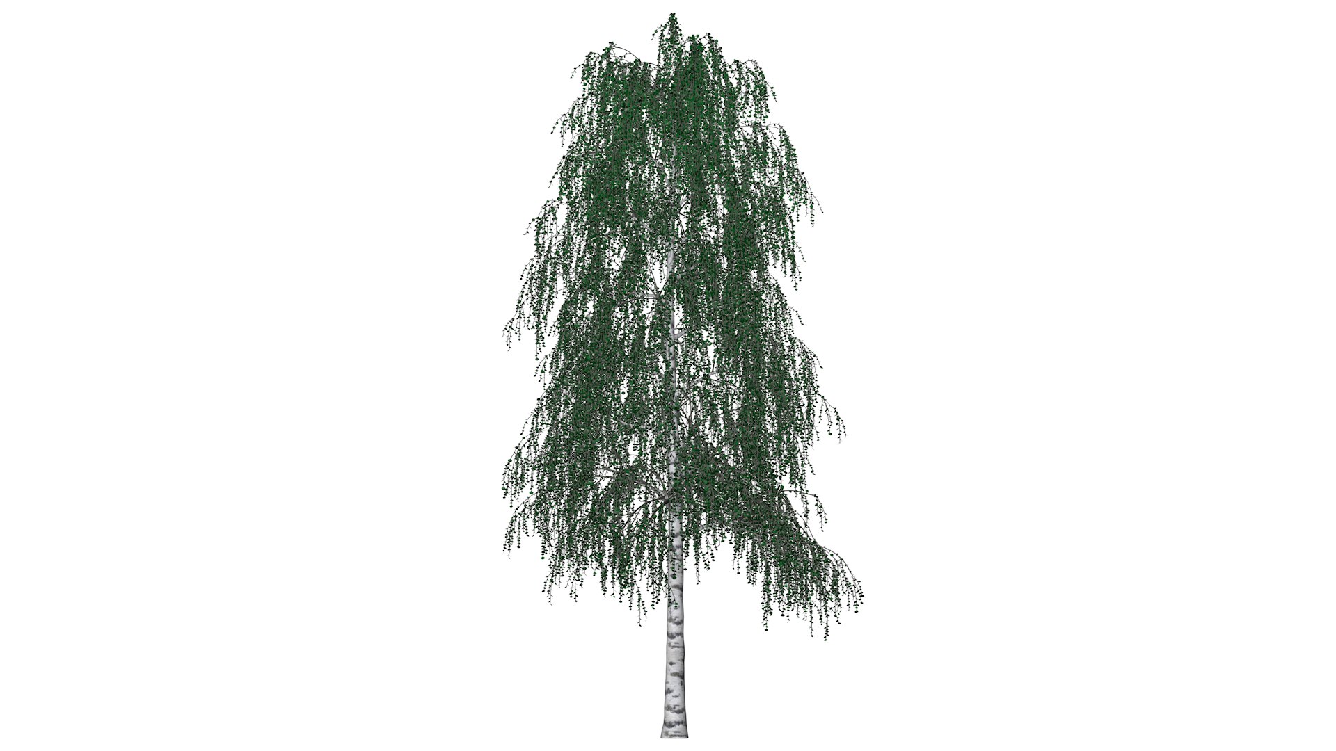 3D Birch Tree - TurboSquid 1670856