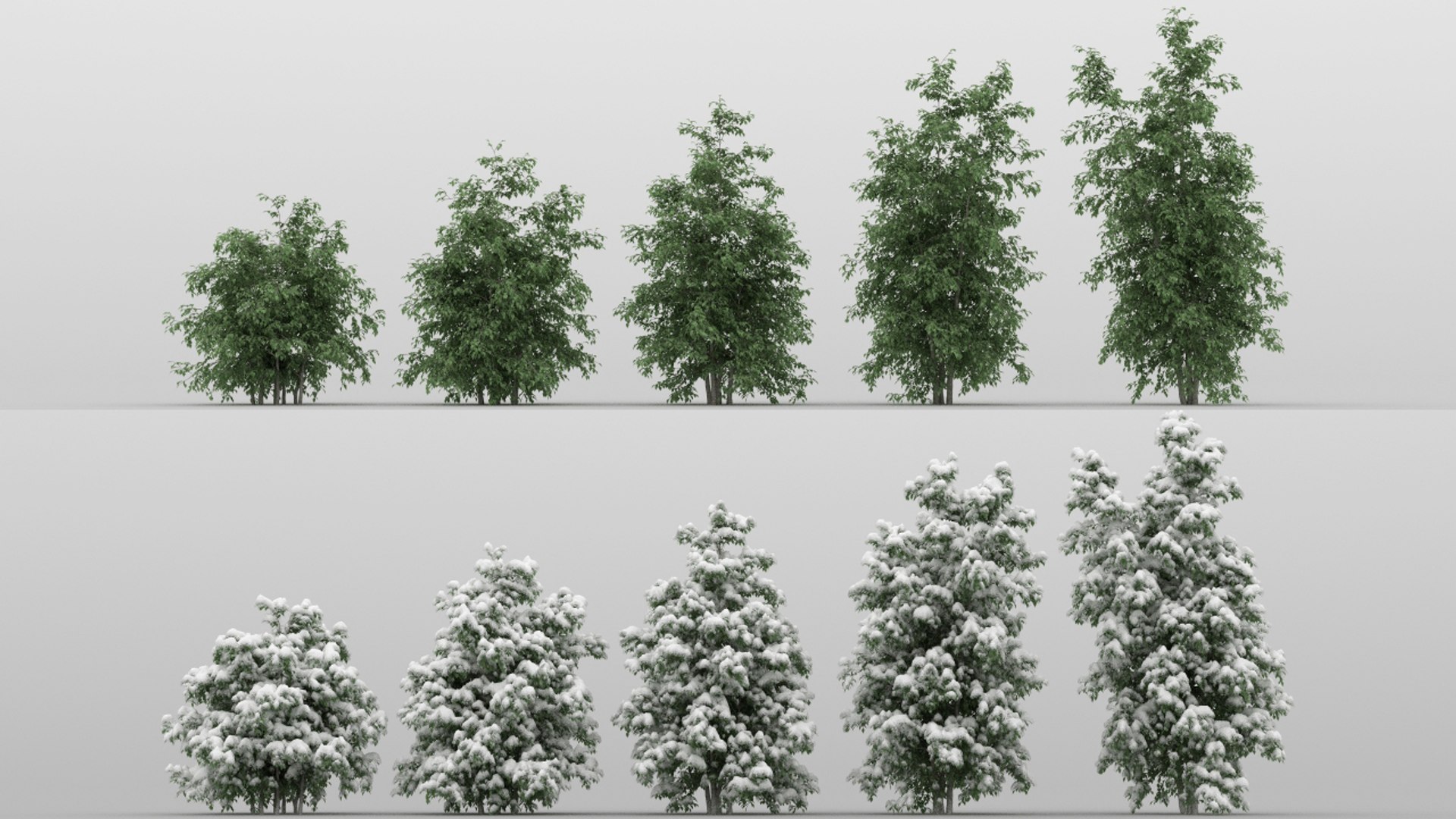 Summer Ligustrum Tree Leaf 3D Model - TurboSquid 1689357