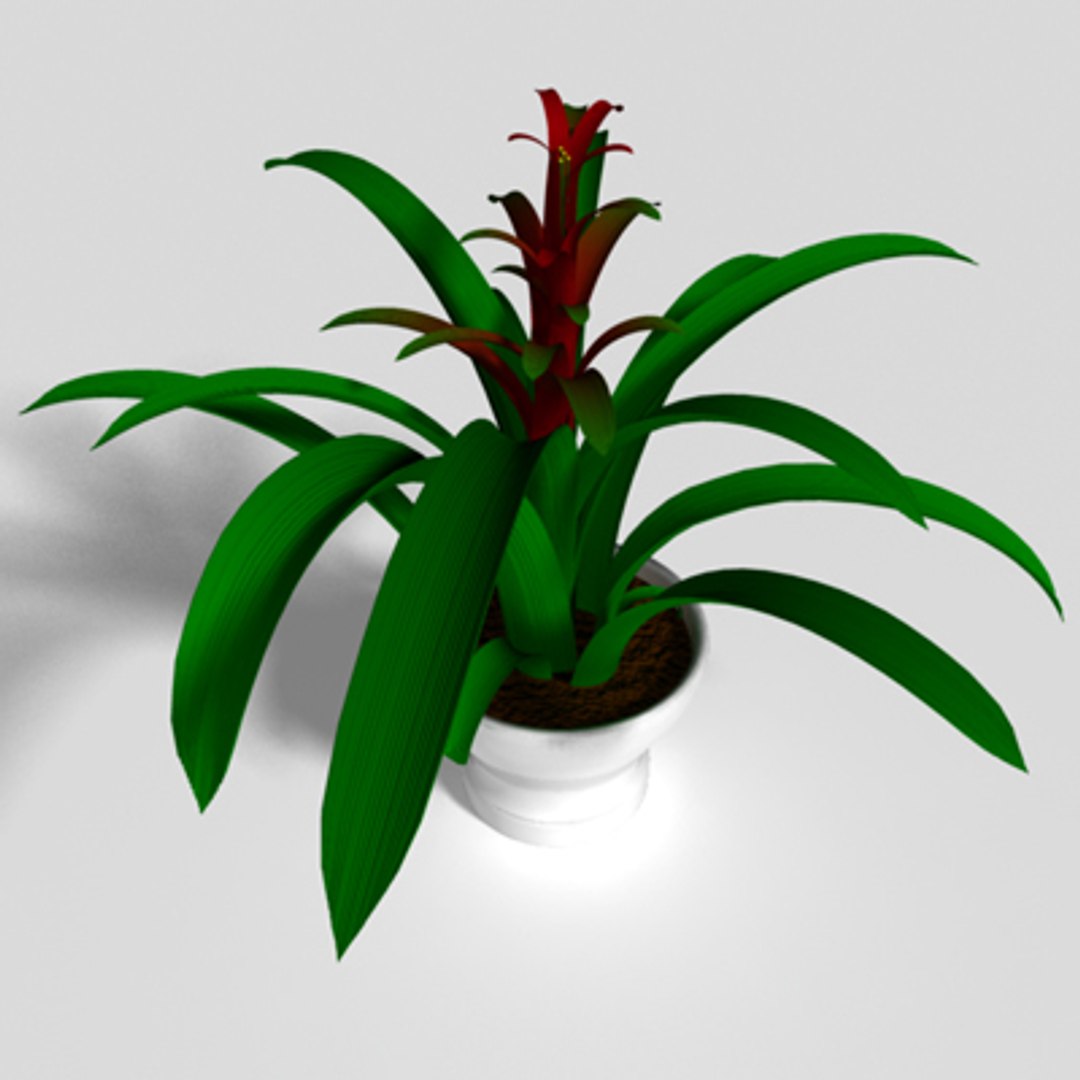 Bromeliad Ostara Plant 3d Obj
