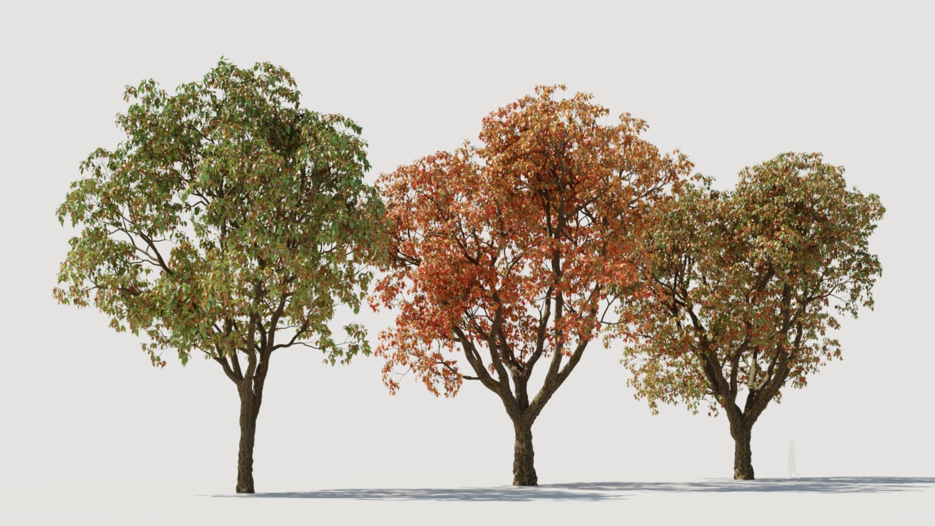 Quercus Serrata C 3D Model - TurboSquid 2306675