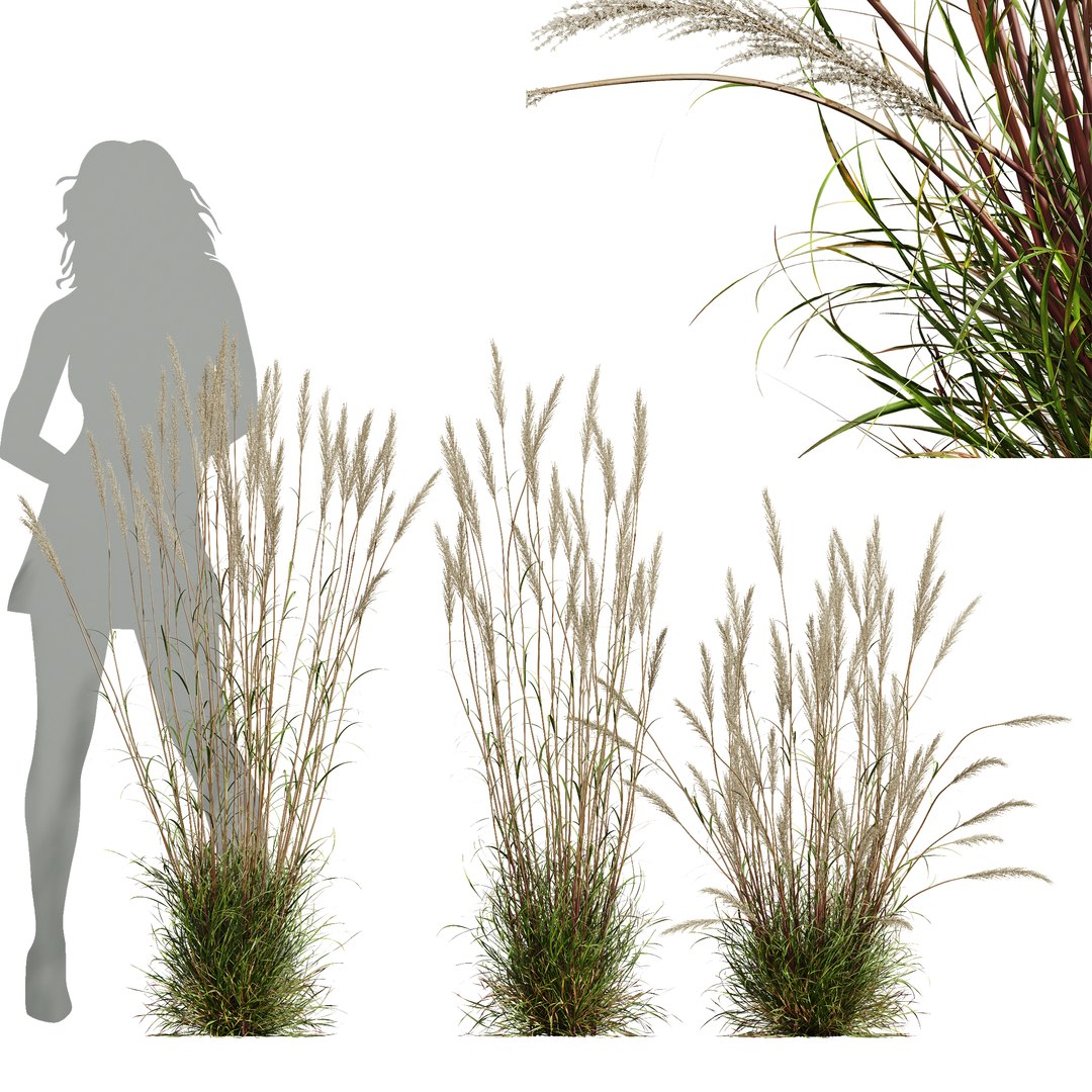 HQ Plants Calamagrostis Acutiflora Karl Foerster Version3 3D Model ...