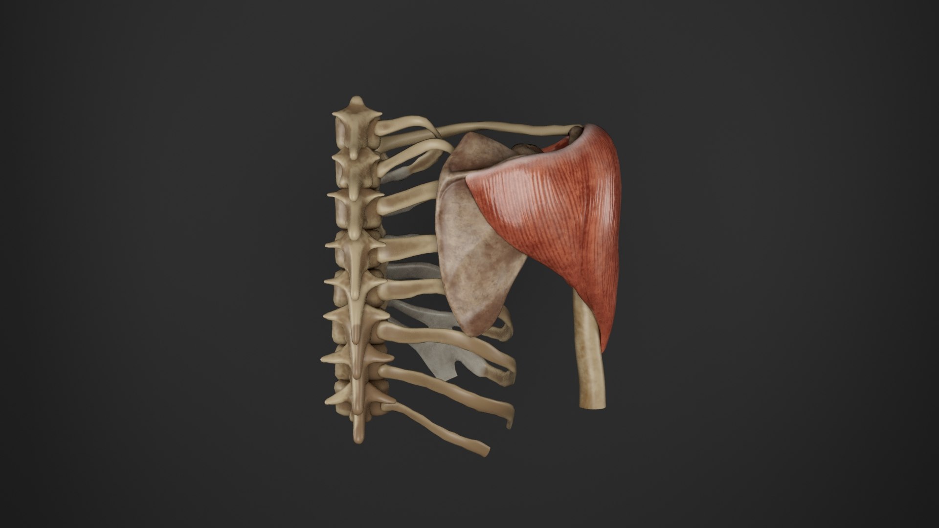 3D Human Anatomy-Right Upper Limb Shoulder - TurboSquid 2217057