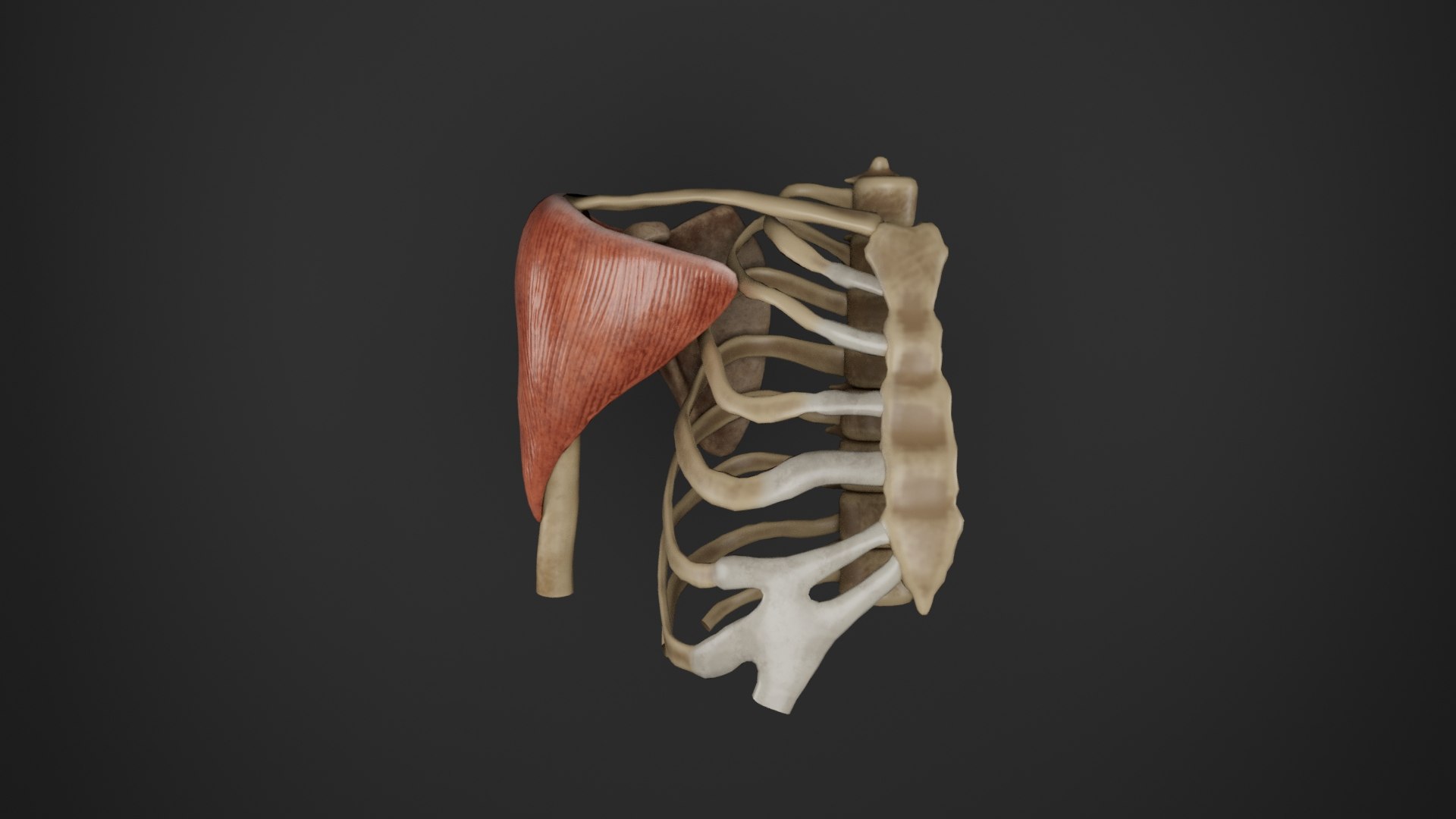 3D Human Anatomy-Right Upper Limb Shoulder - TurboSquid 2217057