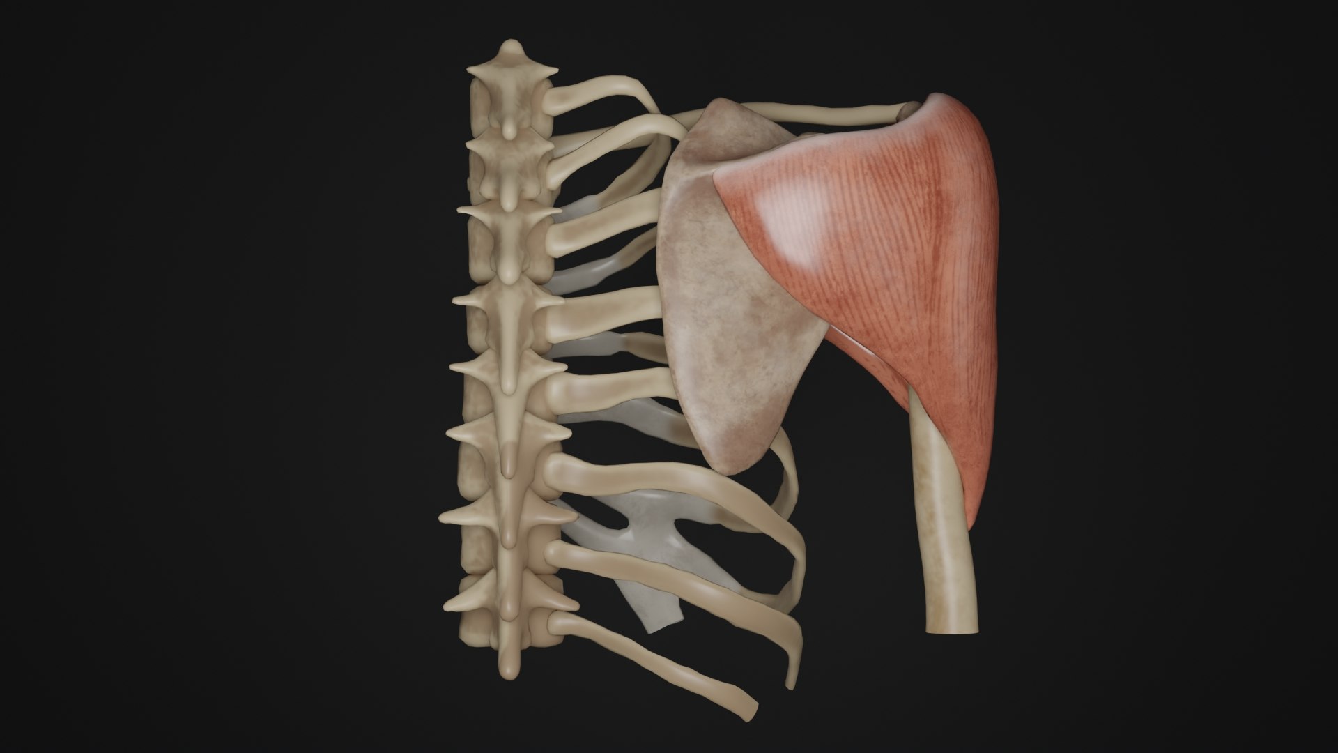 3D Human Anatomy-Right Upper Limb Shoulder - TurboSquid 2217057