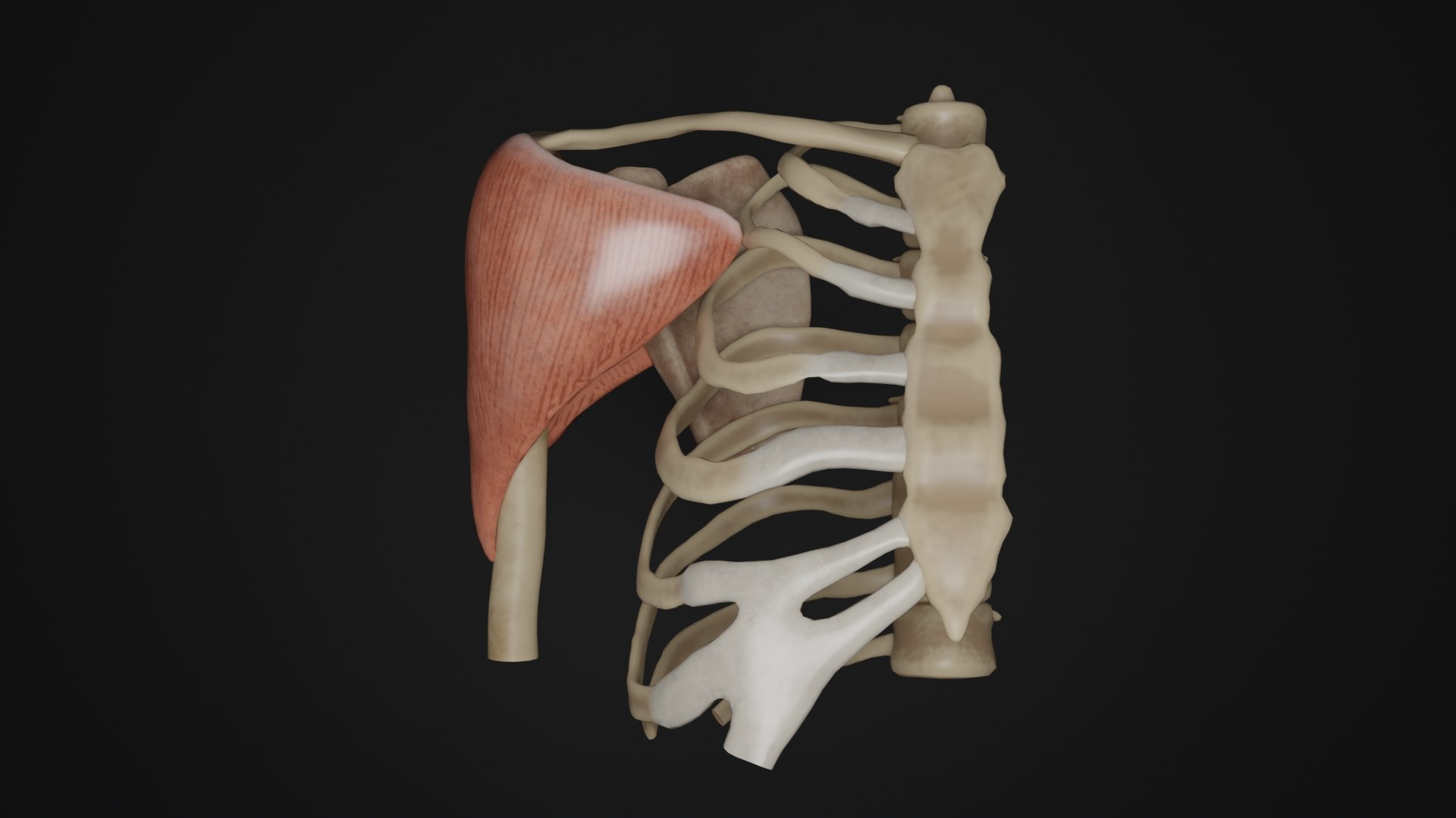 3D Human Anatomy-Right Upper Limb Shoulder - TurboSquid 2217057