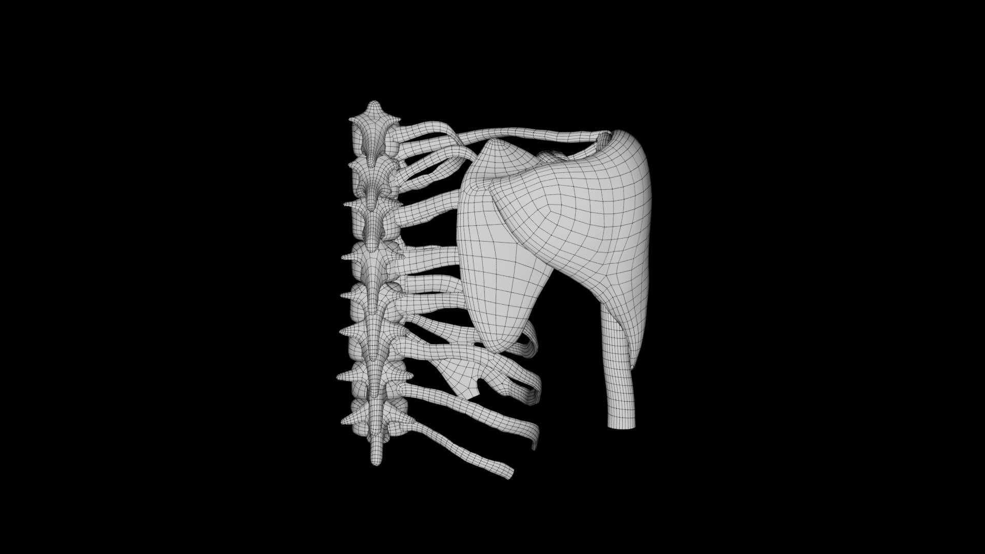 3D Human Anatomy-Right Upper Limb Shoulder - TurboSquid 2217057