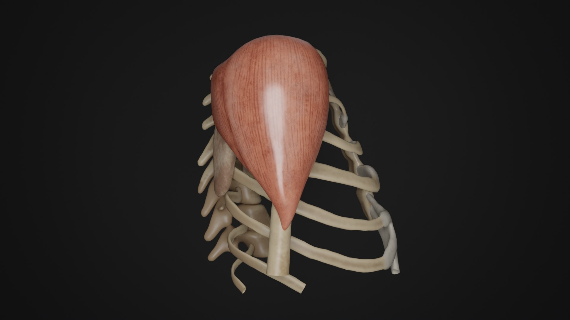 3D Human Anatomy-Right Upper Limb Shoulder - TurboSquid 2217057