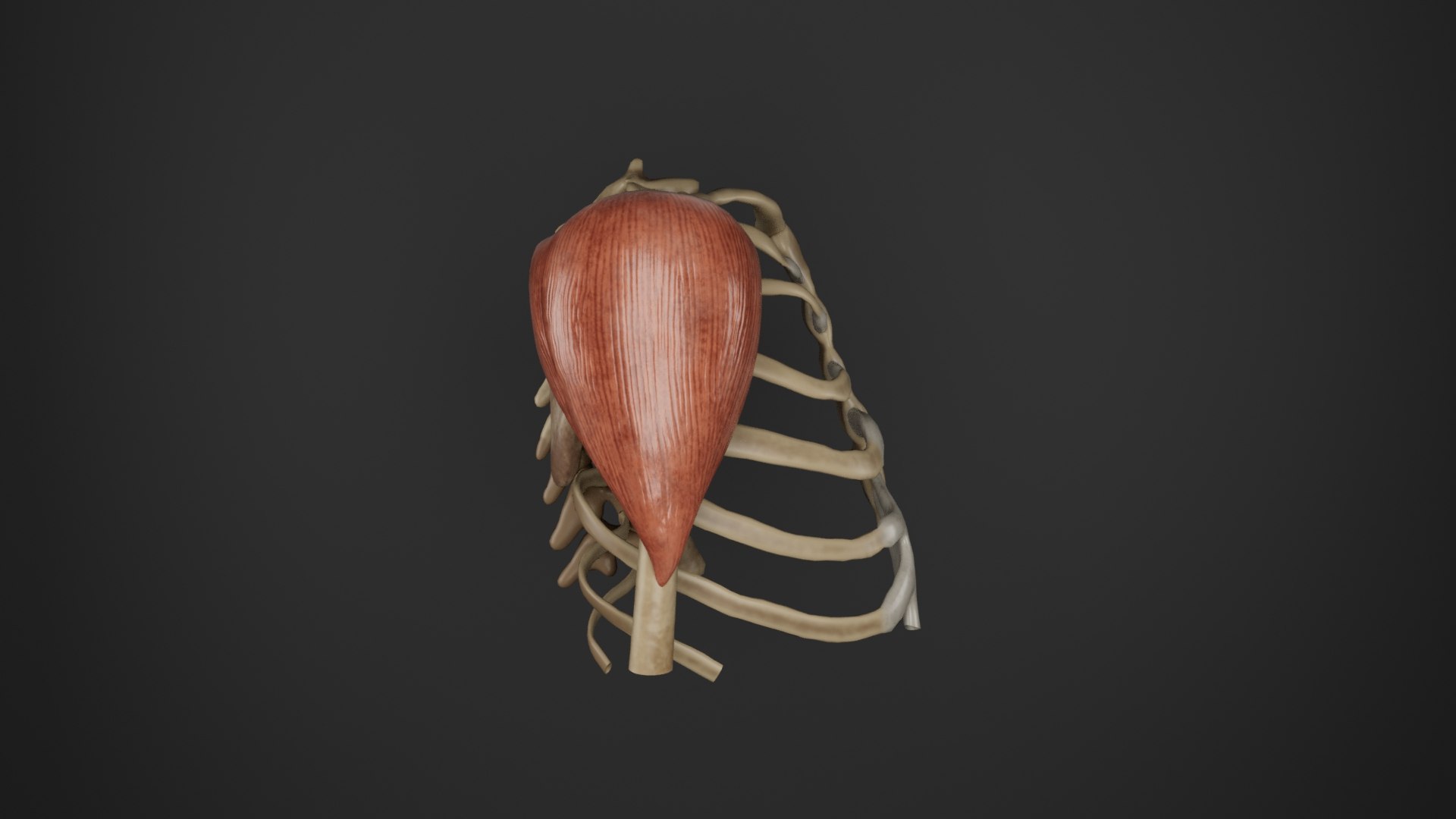 3D Human Anatomy-Right Upper Limb Shoulder - TurboSquid 2217057