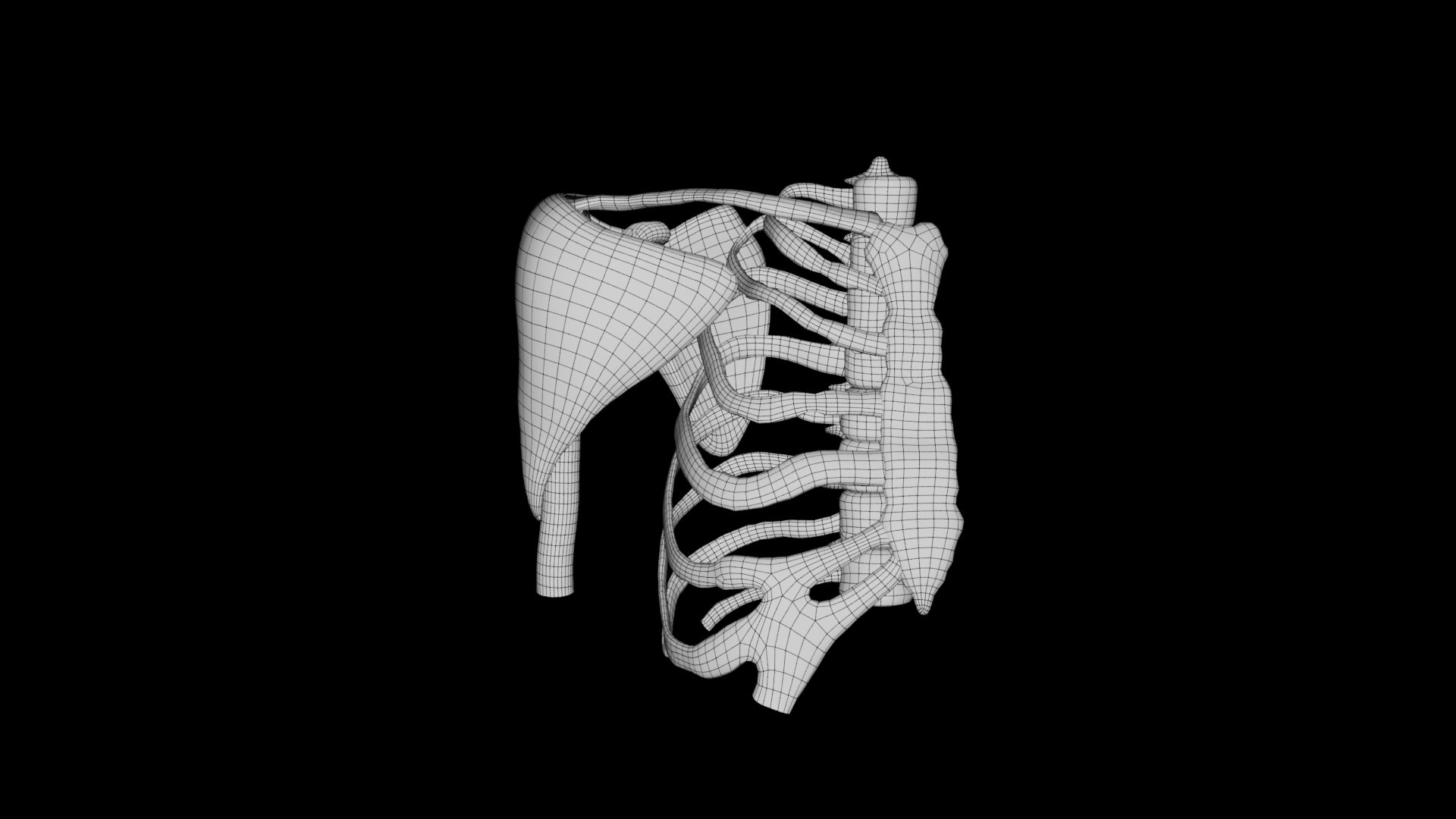 3D Human Anatomy-Right Upper Limb Shoulder - TurboSquid 2217057
