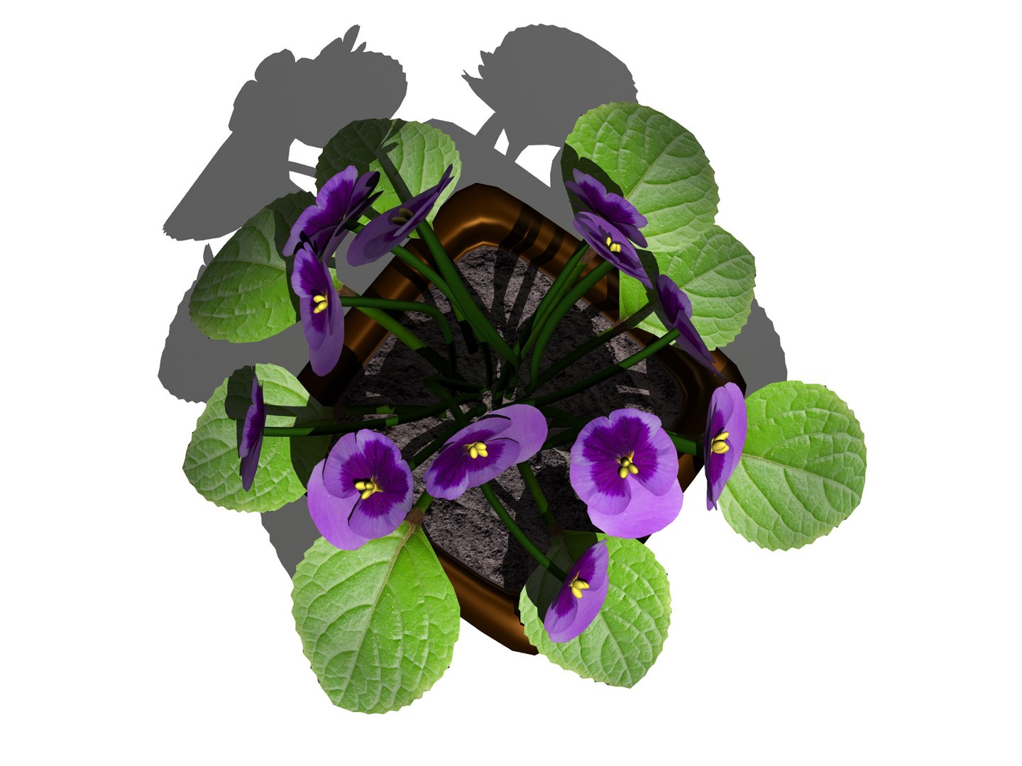 Violets Flower 3d Model