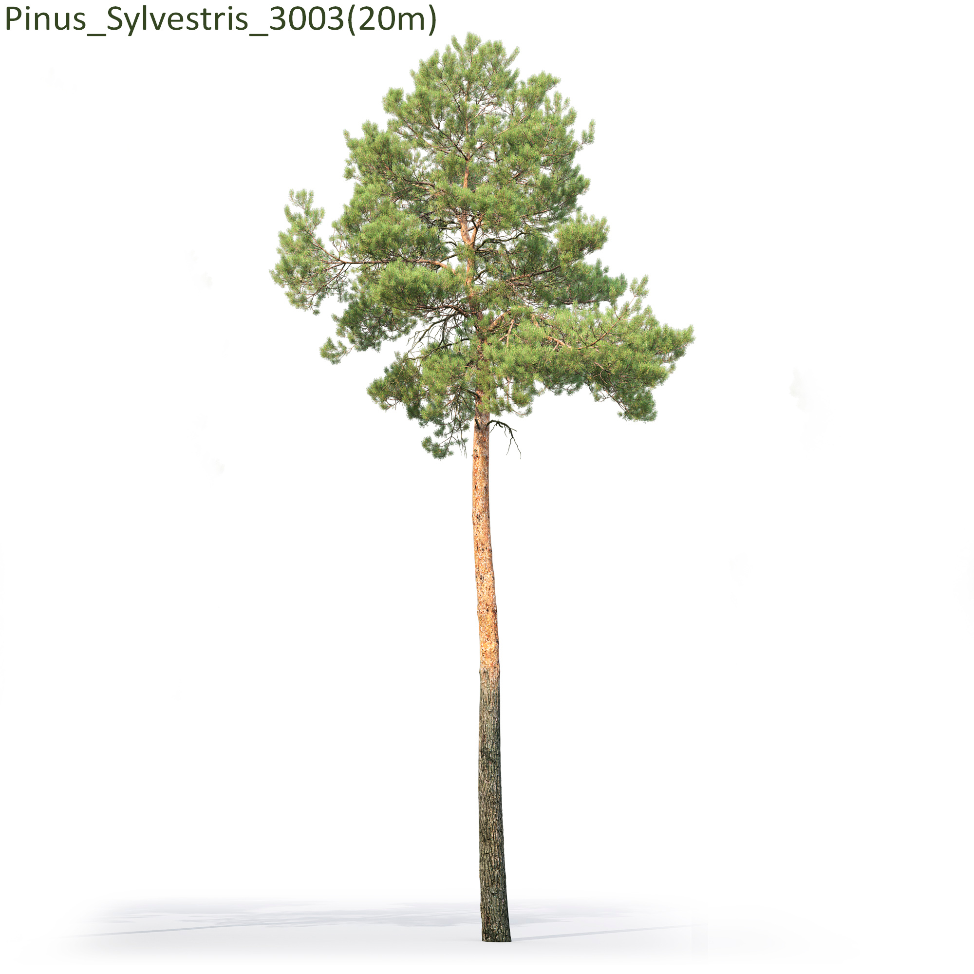 Pine trees 3D model - TurboSquid 1699682