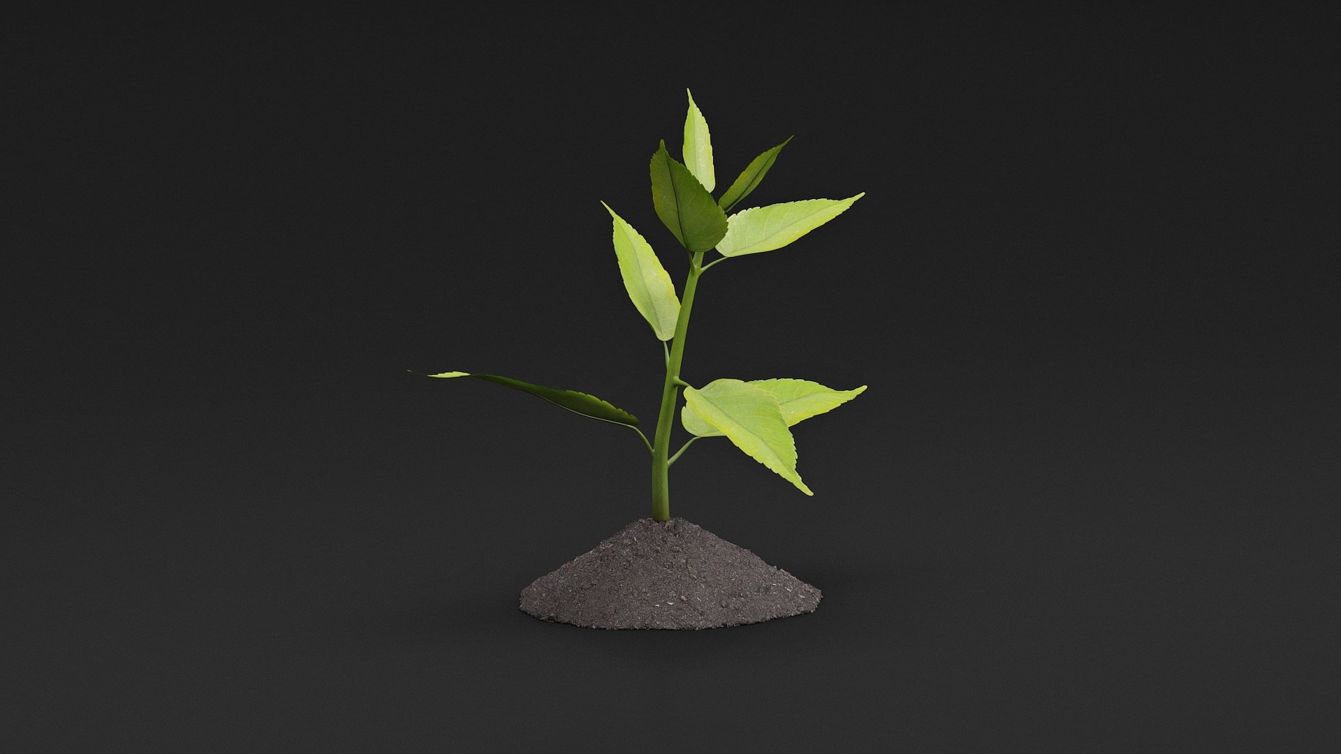 3D Young Plant Growing From Soil - TurboSquid 2094502