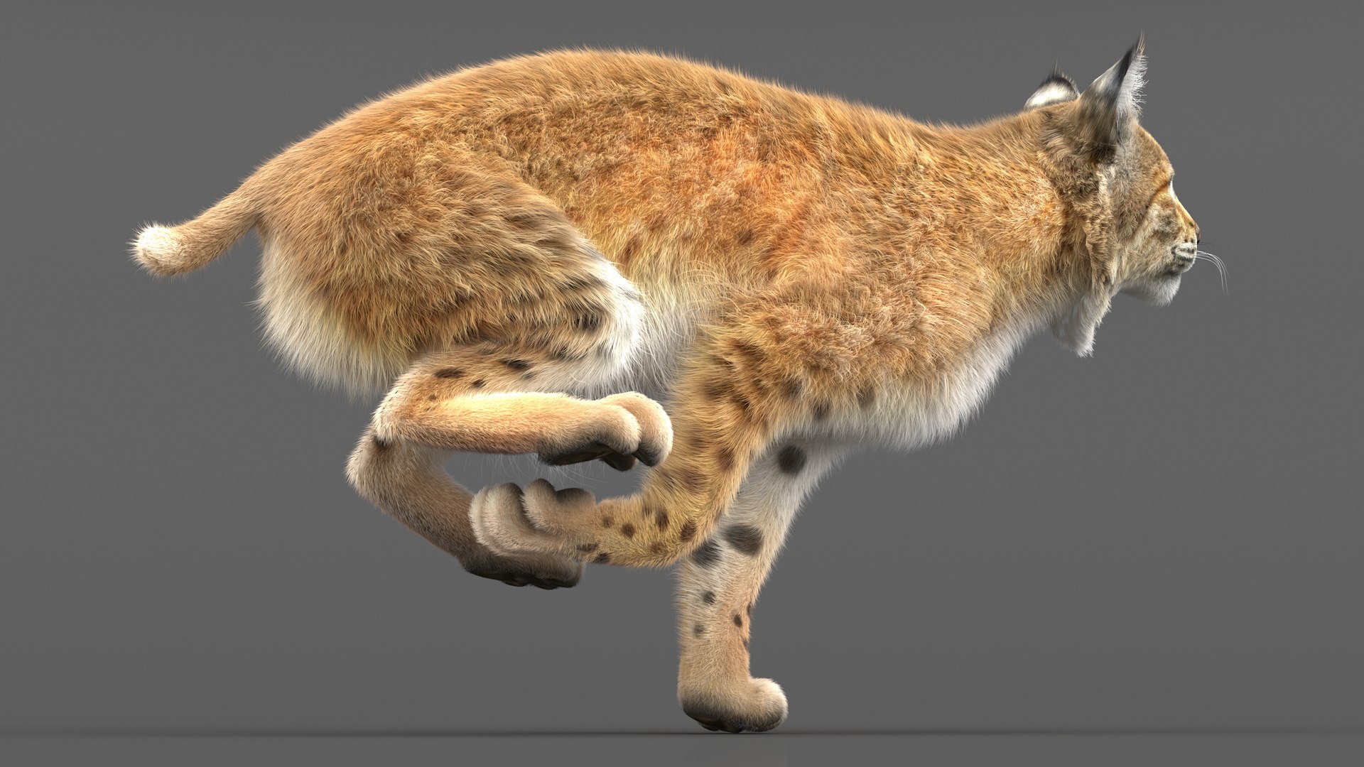 3D Lynx Running Fur - TurboSquid 2025478