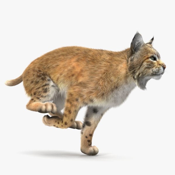 3D Lynx Running Fur - TurboSquid 2025478