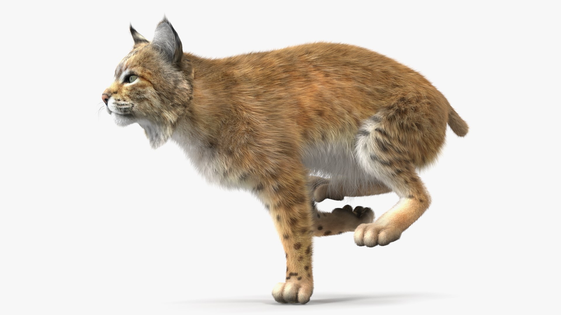 3D Lynx Running Fur - TurboSquid 2025478