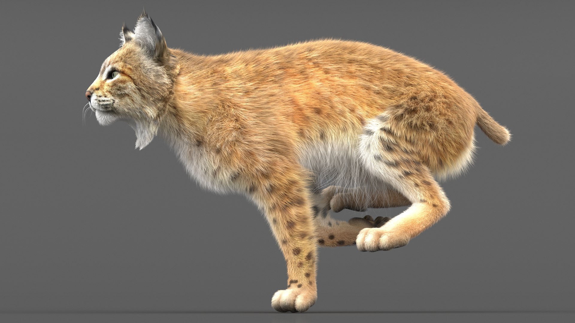 3D Lynx Running Fur - TurboSquid 2025478