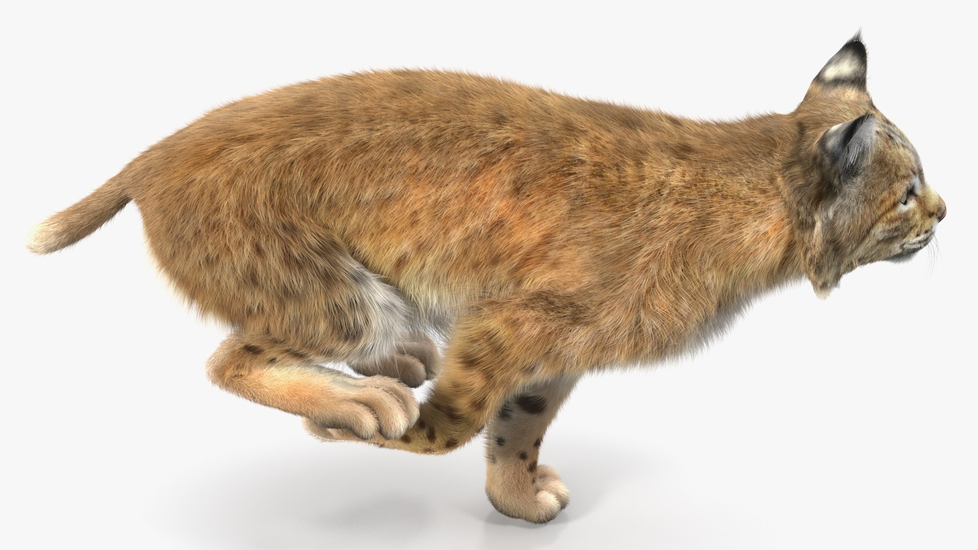 3D Lynx Running Fur - TurboSquid 2025478