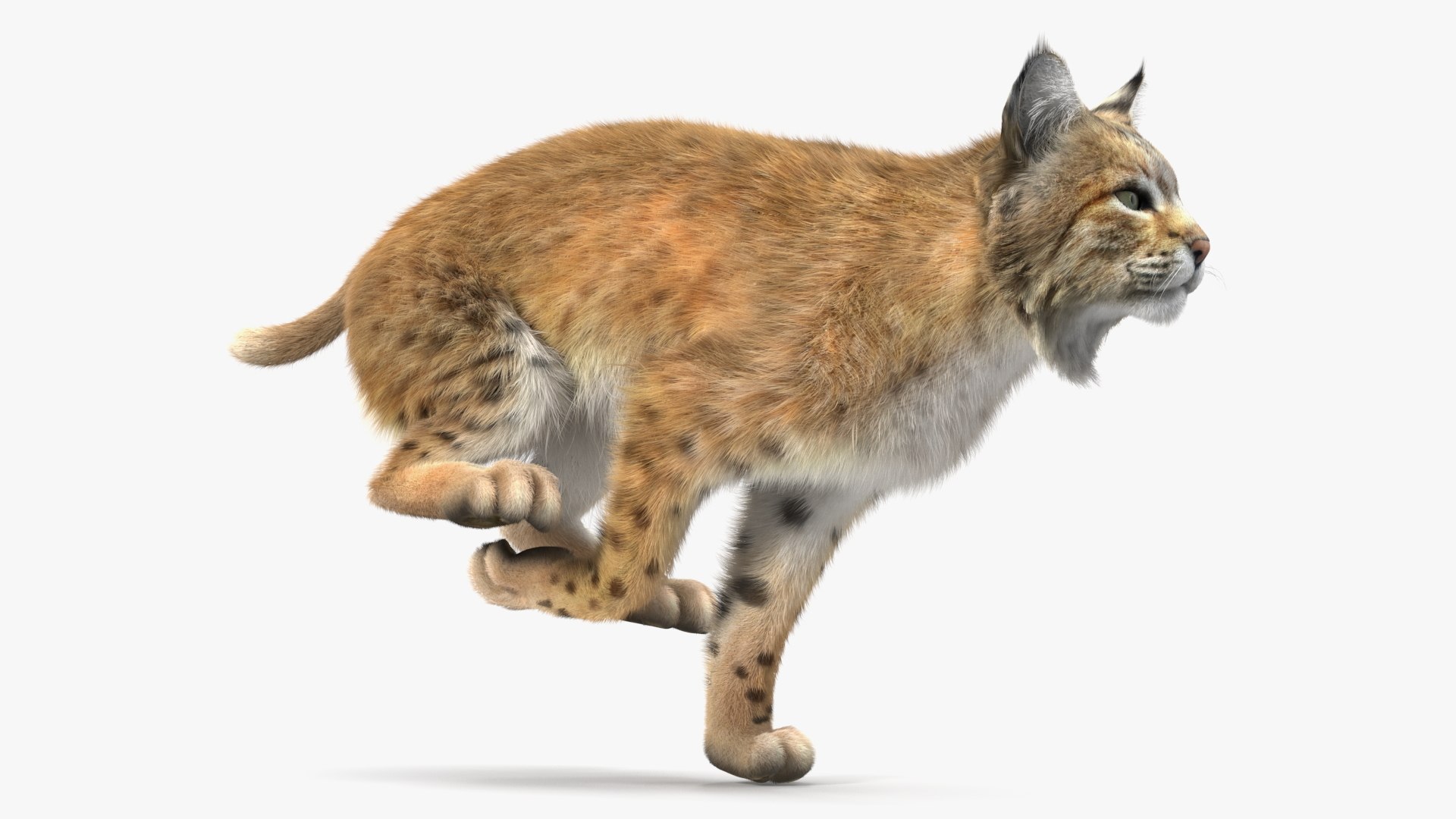 3D Lynx Running Fur - TurboSquid 2025478