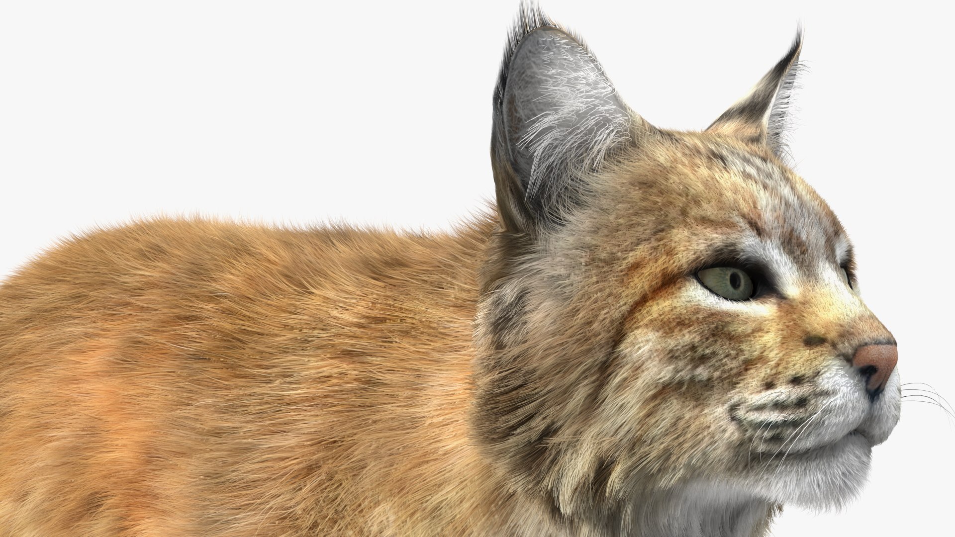 3D Lynx Running Fur - TurboSquid 2025478