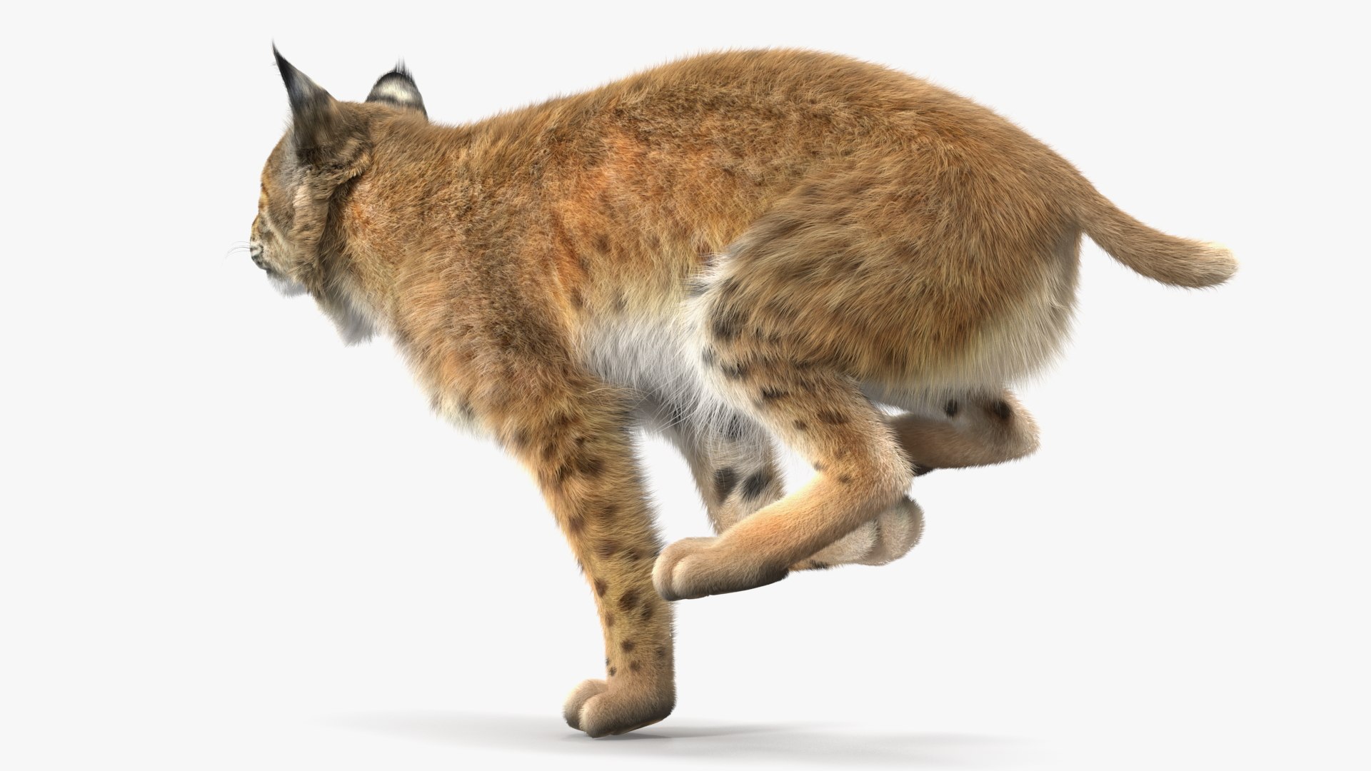 3D Lynx Running Fur - TurboSquid 2025478