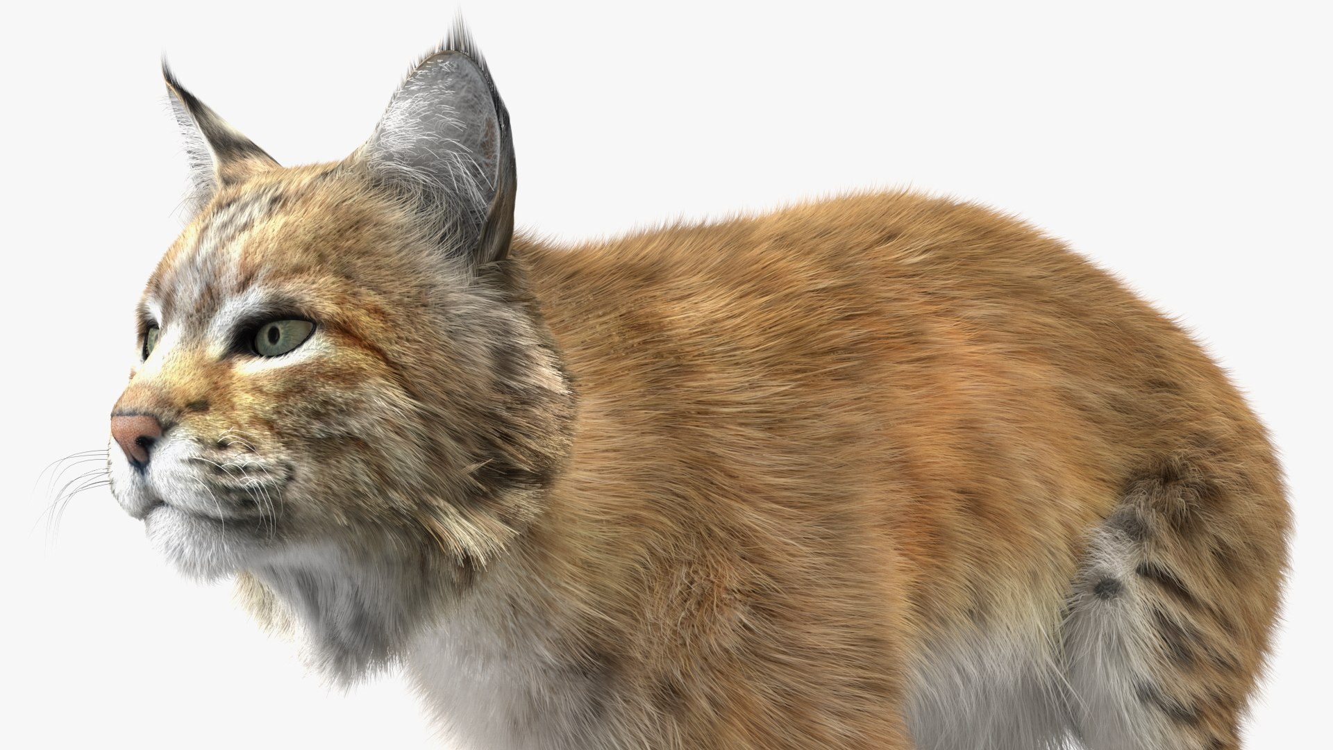 3D Lynx Running Fur - TurboSquid 2025478