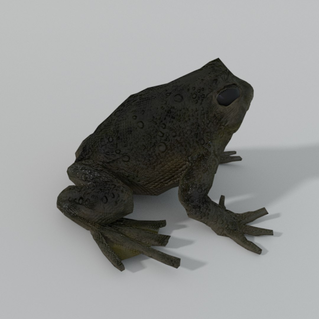 3D Warty Frog - TurboSquid 1316822