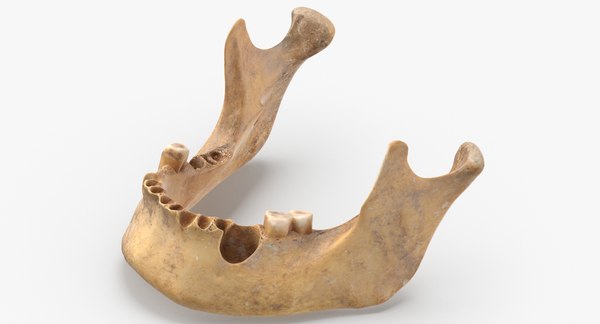 3D human skulls jawbones - TurboSquid 1499509