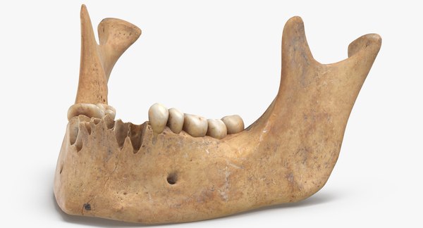 3D human skulls jawbones - TurboSquid 1499509