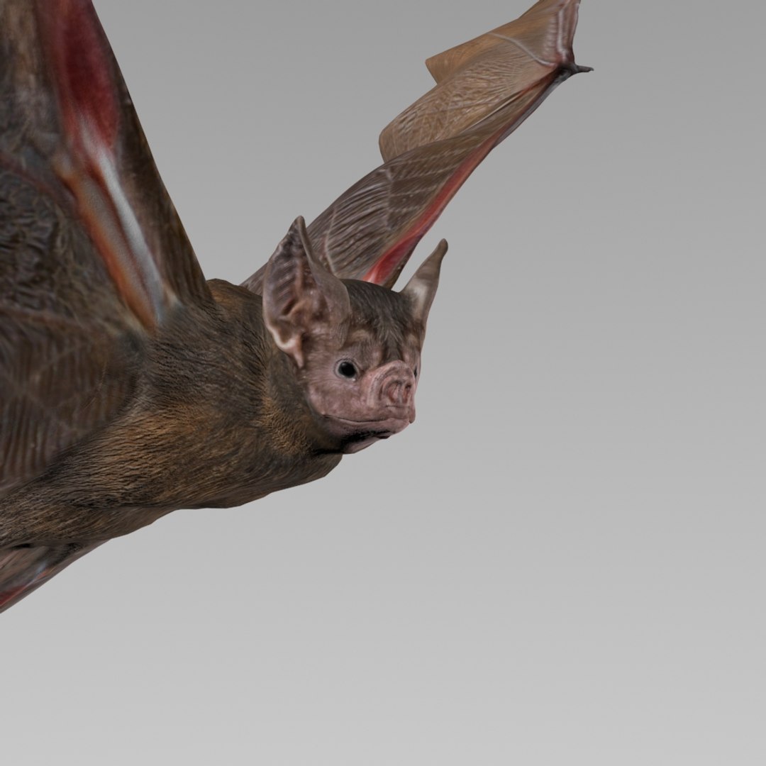 3D Bat Vfx Cinematic - TurboSquid 1339293