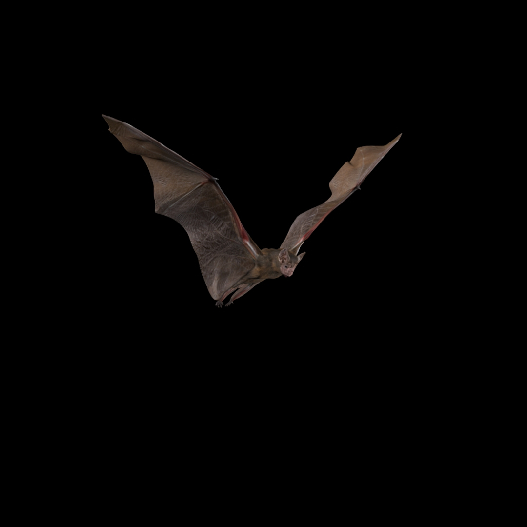 3D Bat Vfx Cinematic - TurboSquid 1339293