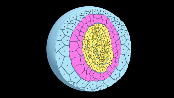 modelo 3d capa germinal - TurboSquid 2308426