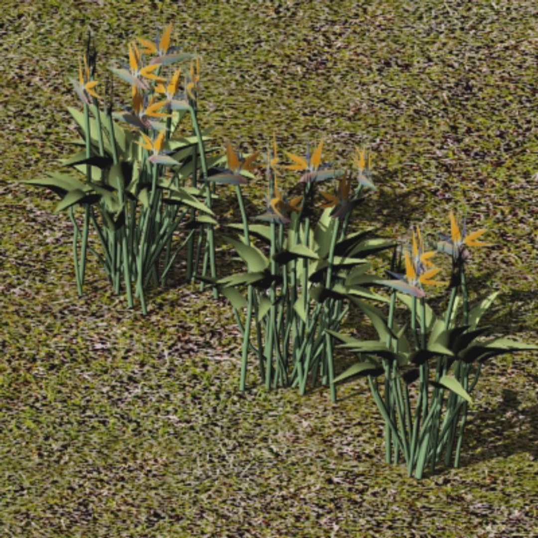 strelitzia bushes 3d model