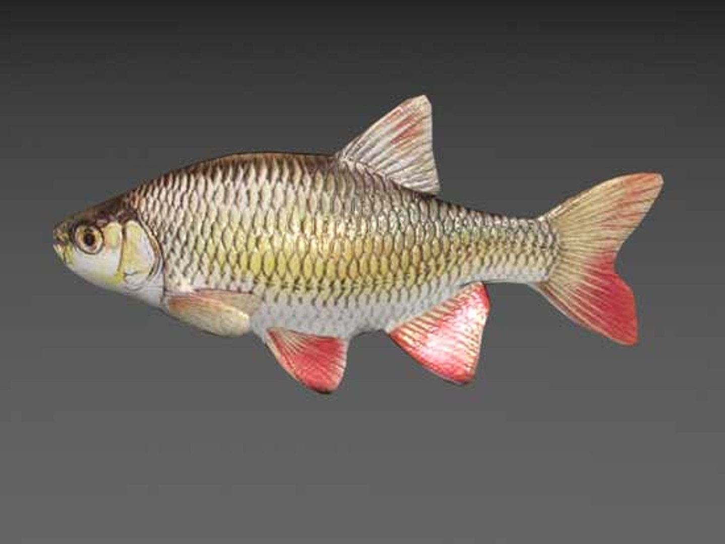 3d Barbel