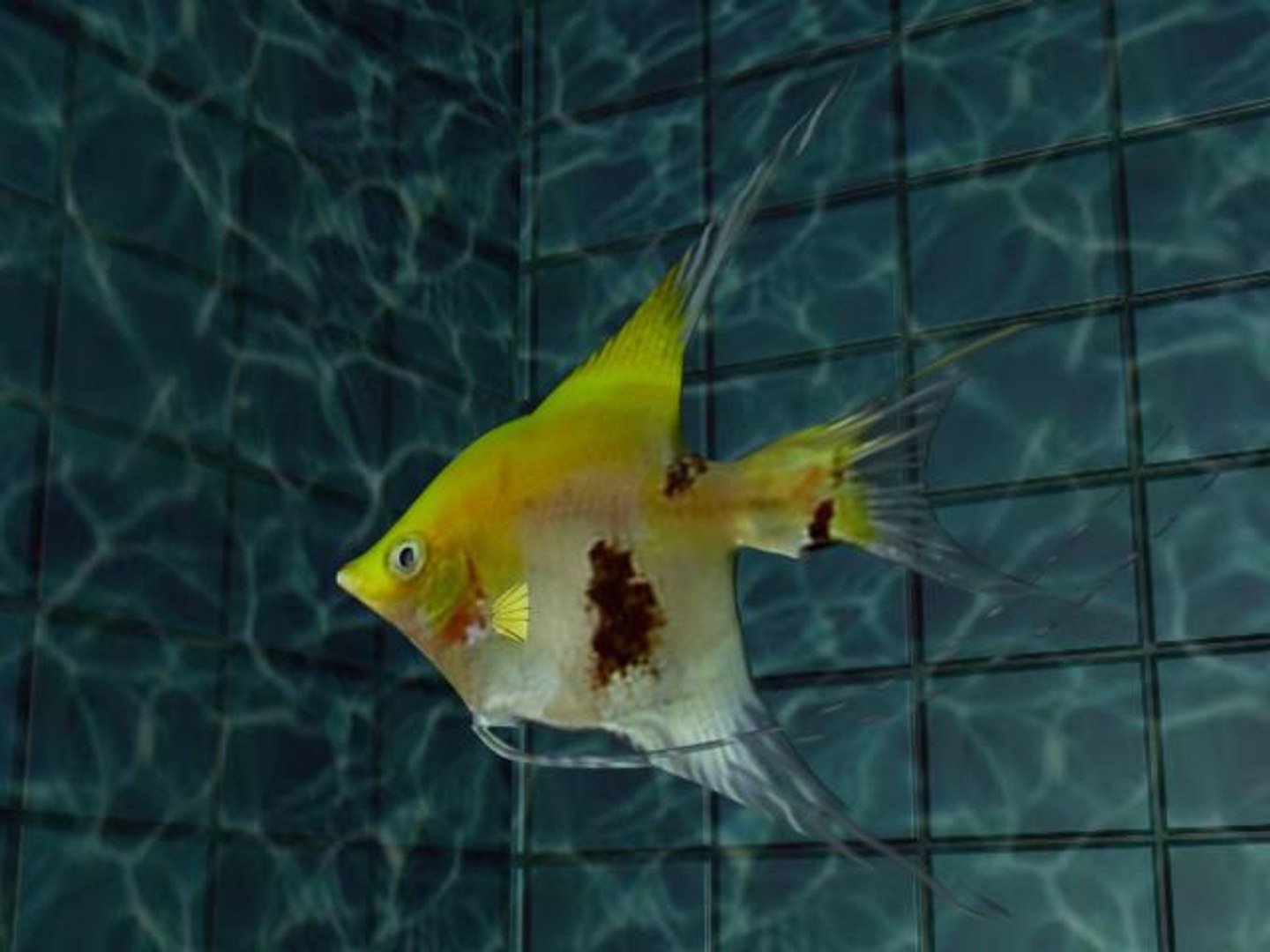 3d Angel-fish Aquarium Model