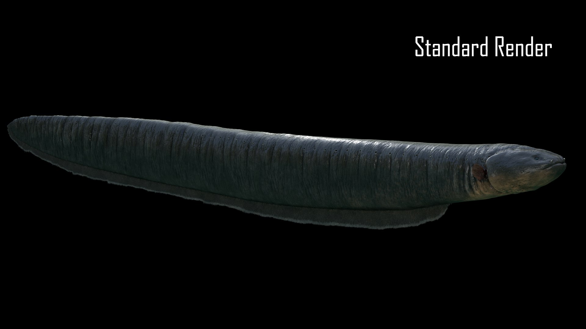 3D Electrophorus Eletric Model - TurboSquid 1337082