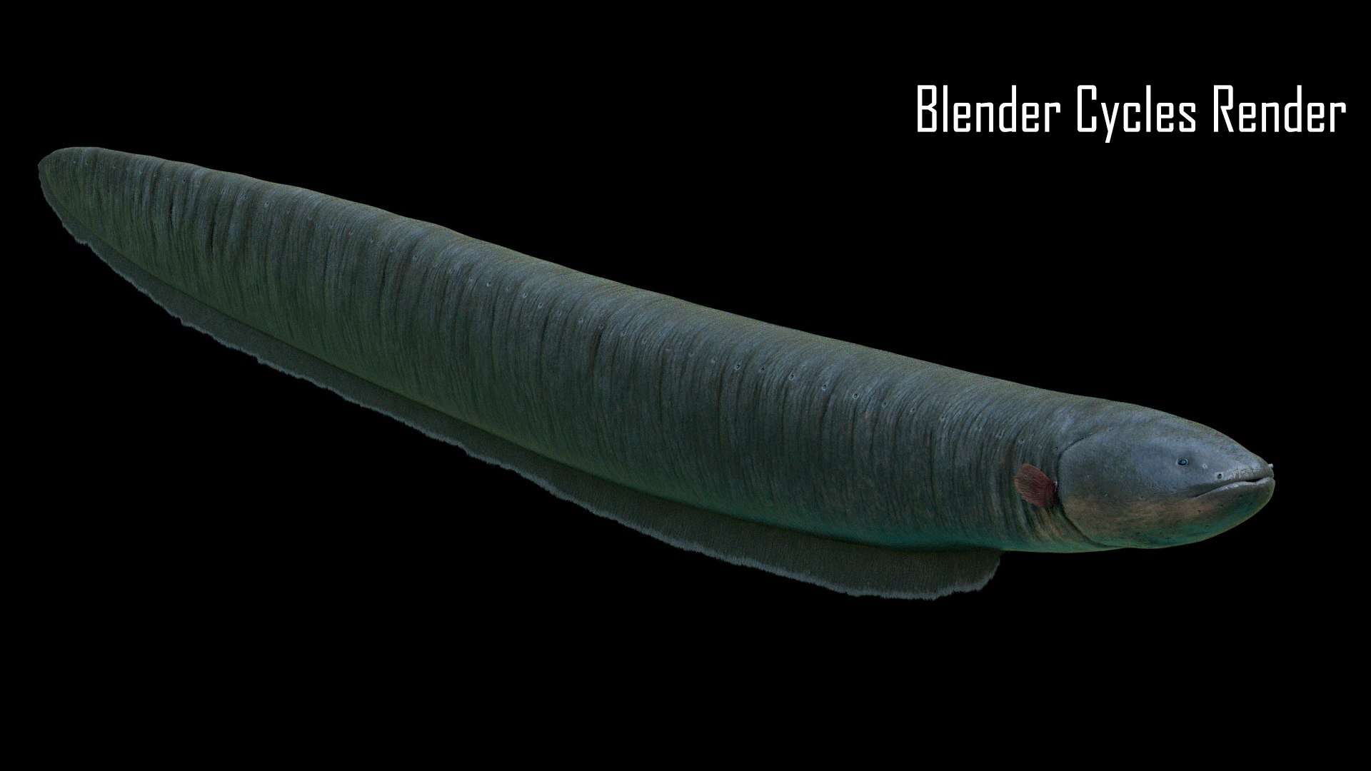 3D Electrophorus Eletric Model - TurboSquid 1337082